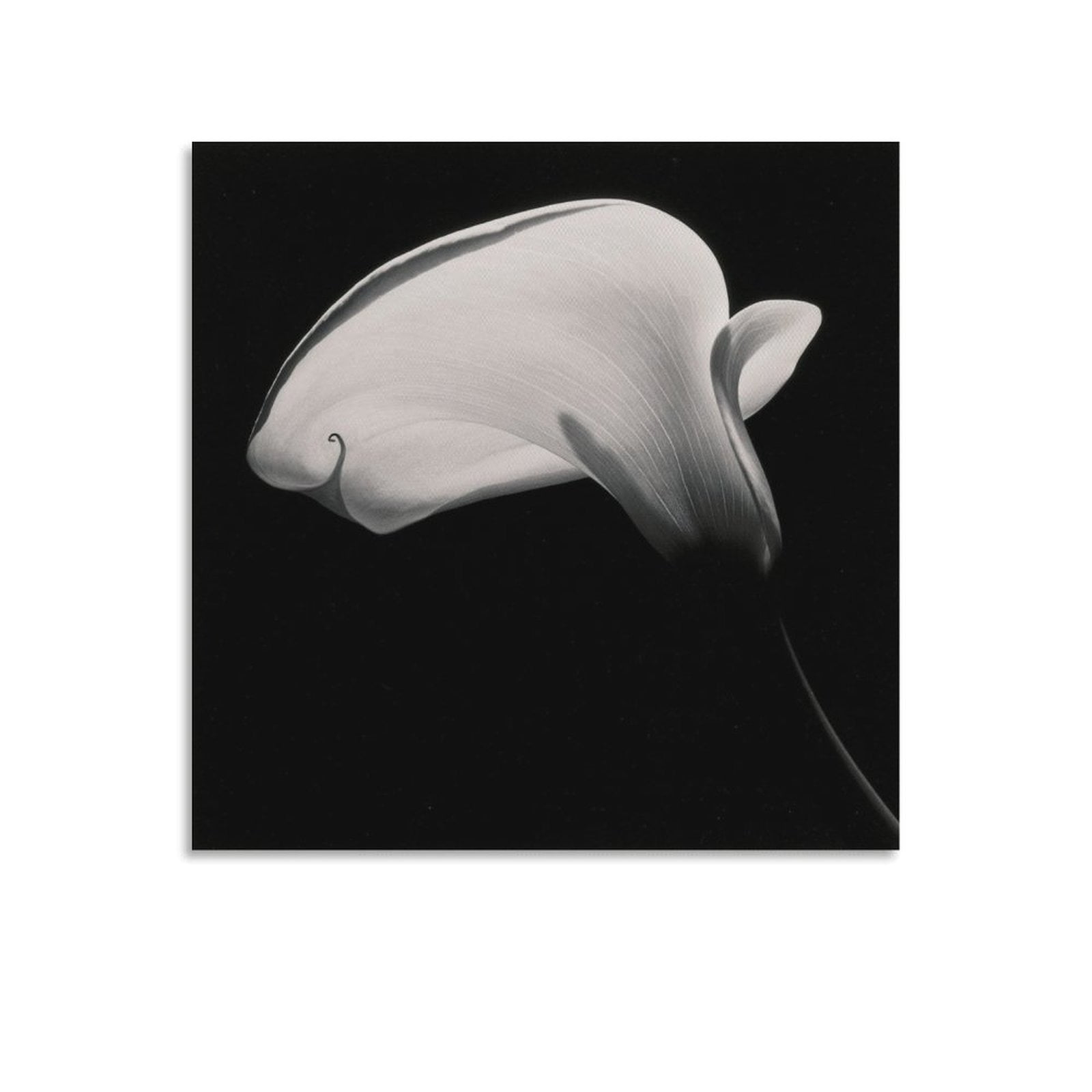 Robert Mapplethorpe Calla Lily Canvas Famous Paintings, Wall Art ...