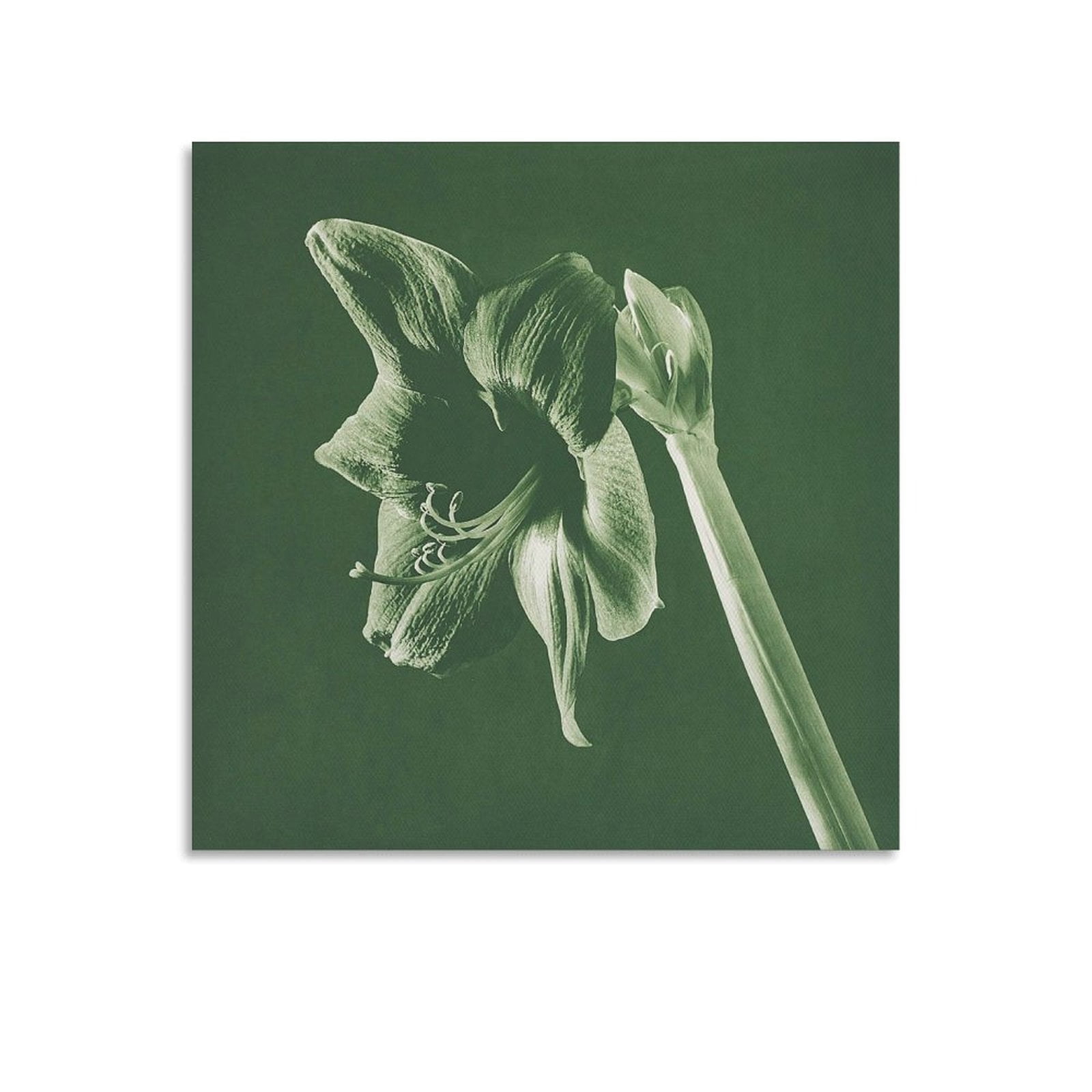 Robert Michael Mapplethorpe Was An American Photographer，Flowers (Green ...