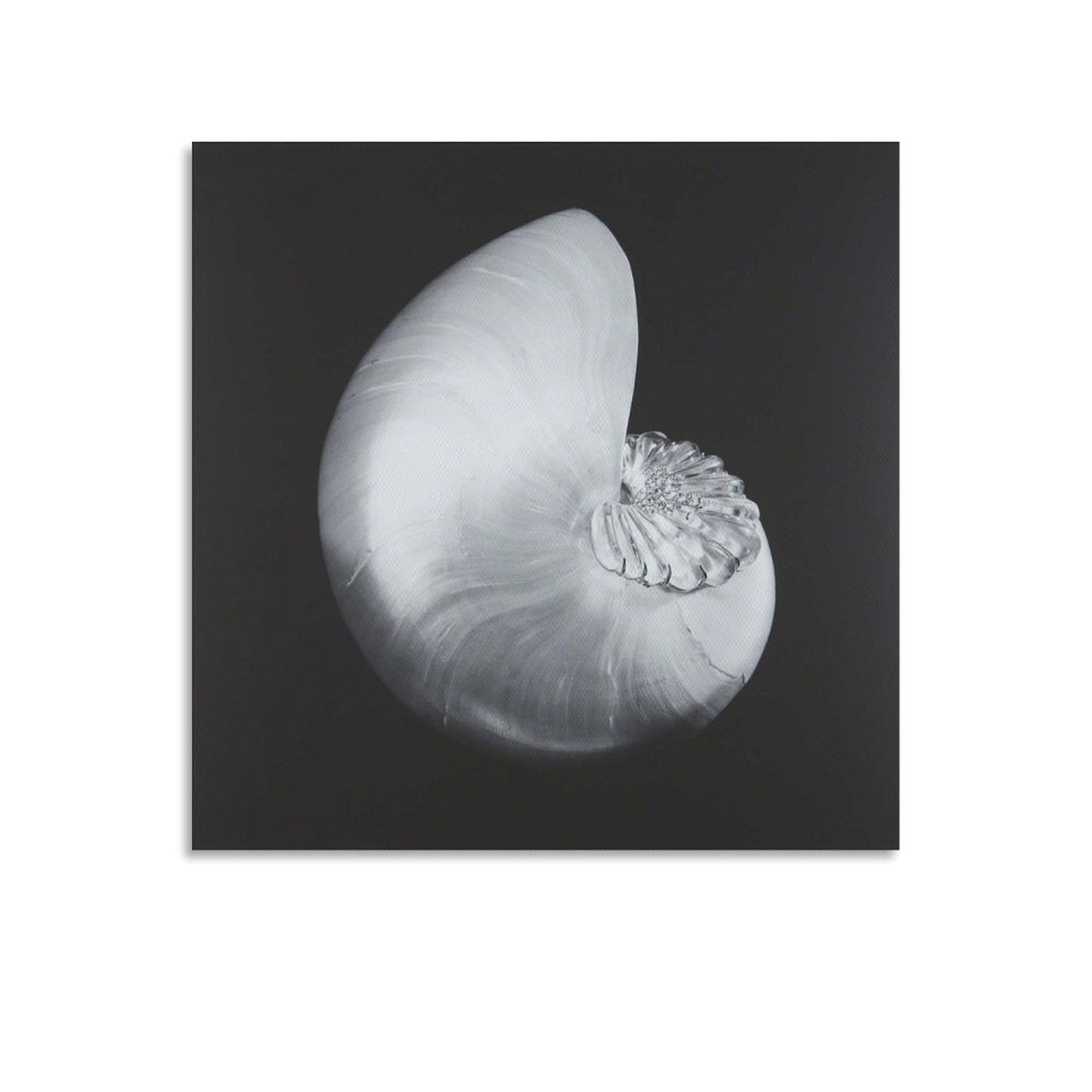 Robert Michael Mapplethorpe Was An American Photographer，Shell And ...