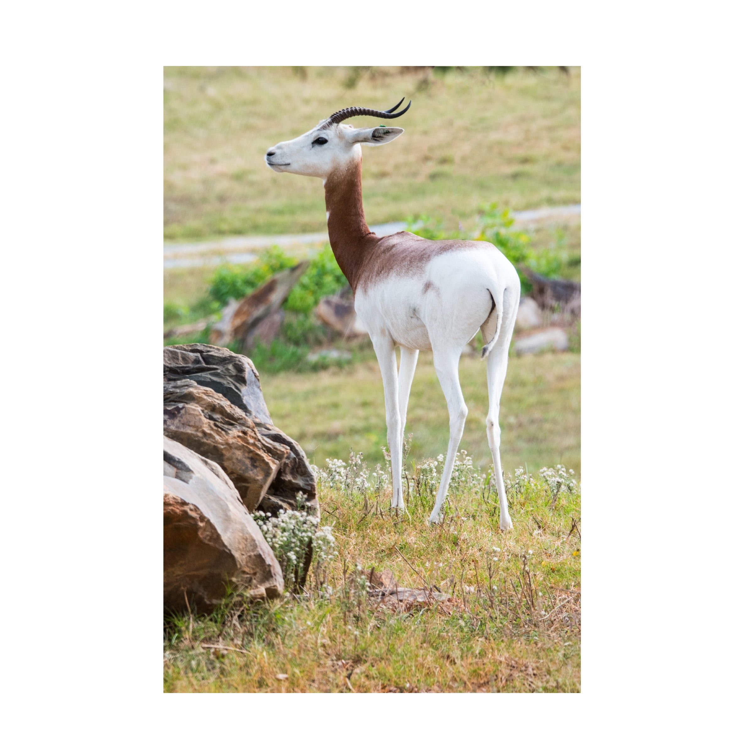 Robert Michaud 'Addra Gazelle 1' Canvas Art - Walmart.com