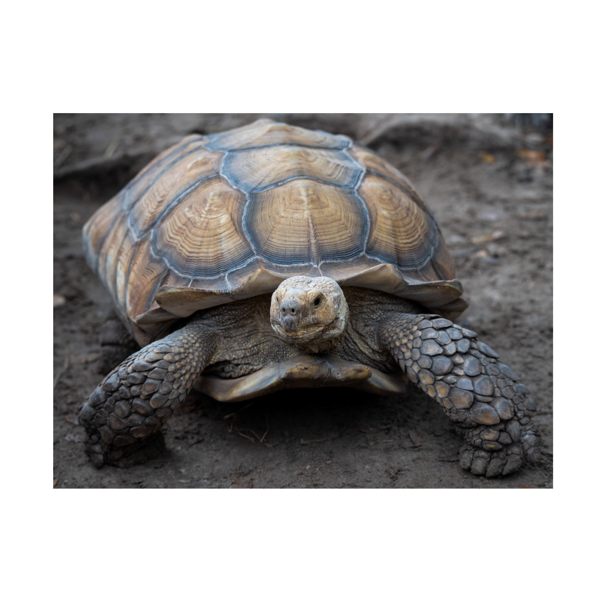 Trademark Fine Art Robert Michaud Aldabra Tortoise Canvas Art Giclee Print Modern - Walmart.com