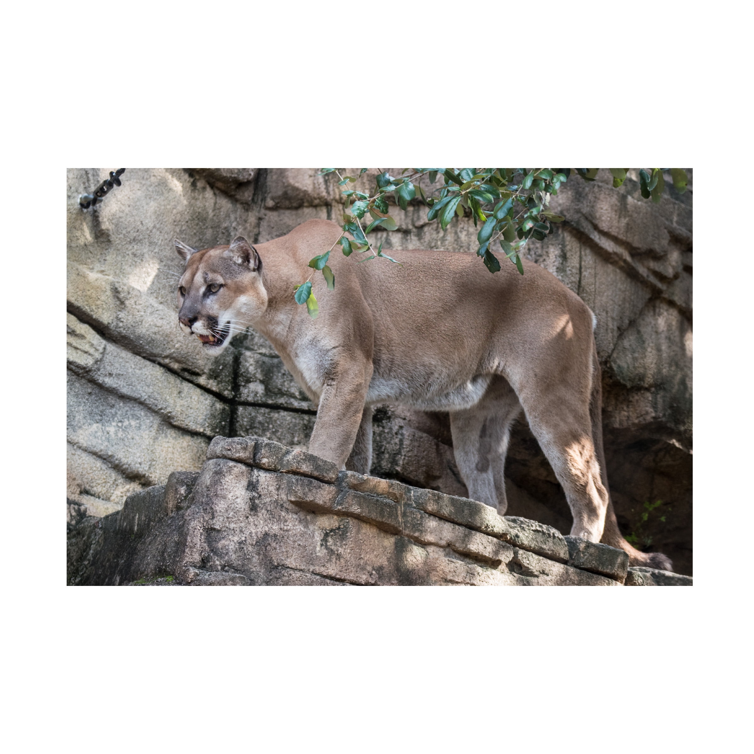 Robert Michaud 'Bobcat 1' Canvas Art - Walmart.com