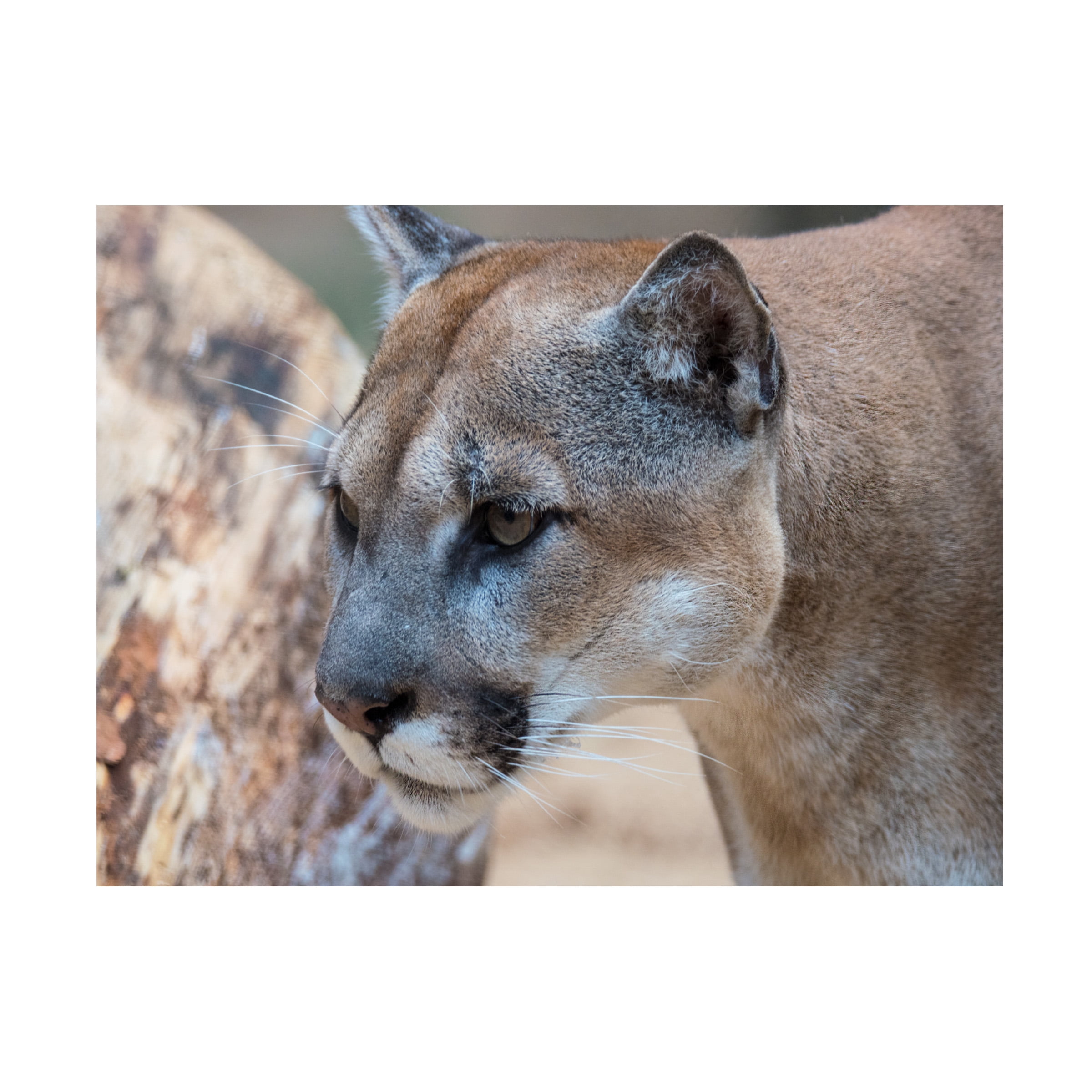 Robert Michaud 'Bobcat 2' Canvas Art - Walmart.com