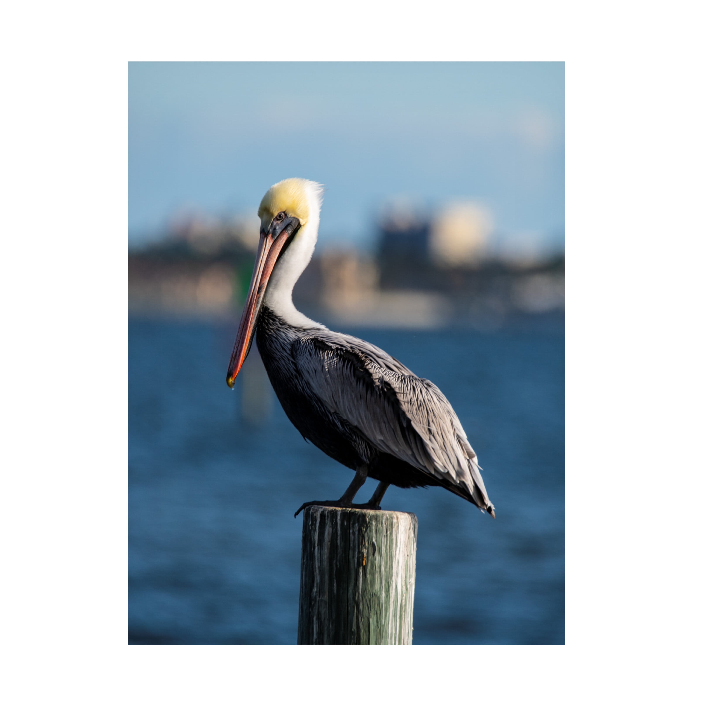 Robert Michaud 'Brown Pelican 2' Canvas Art - Walmart.com