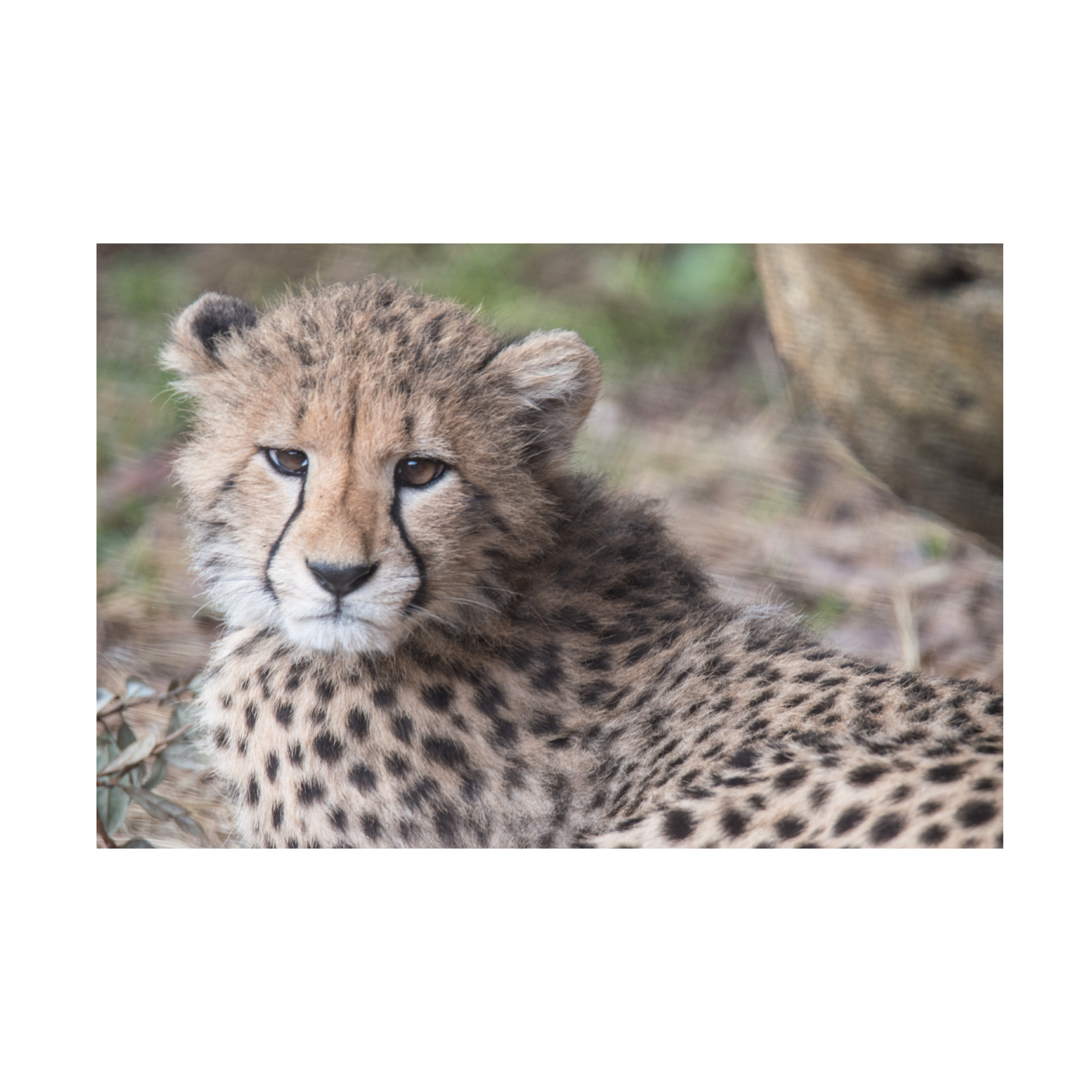 Robert Michaud 'Cheetah cub 3' Canvas Art - Walmart.com