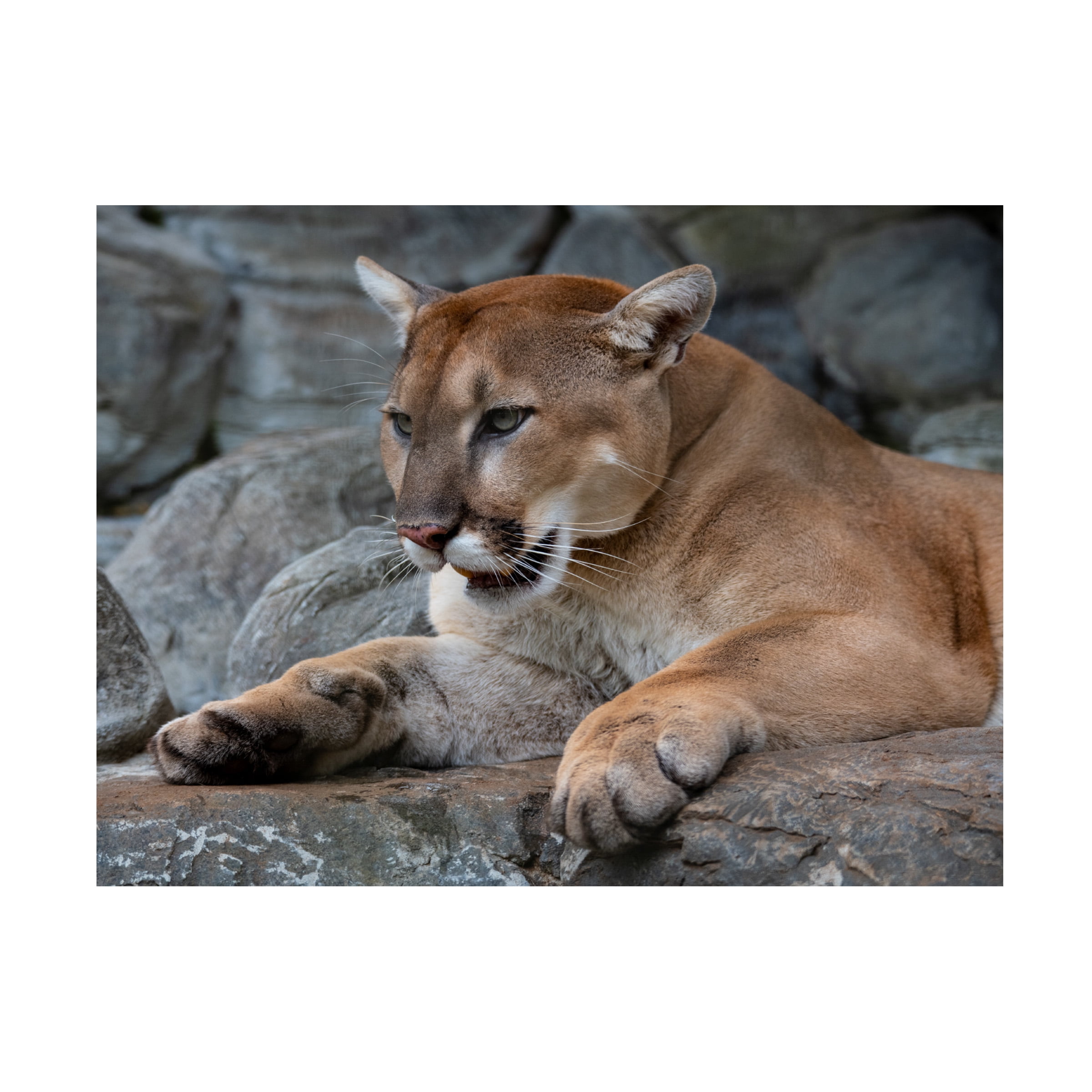 Free Shipping! Trademark Fine Art Robert Michaud Cougar Canvas Art Grey ...