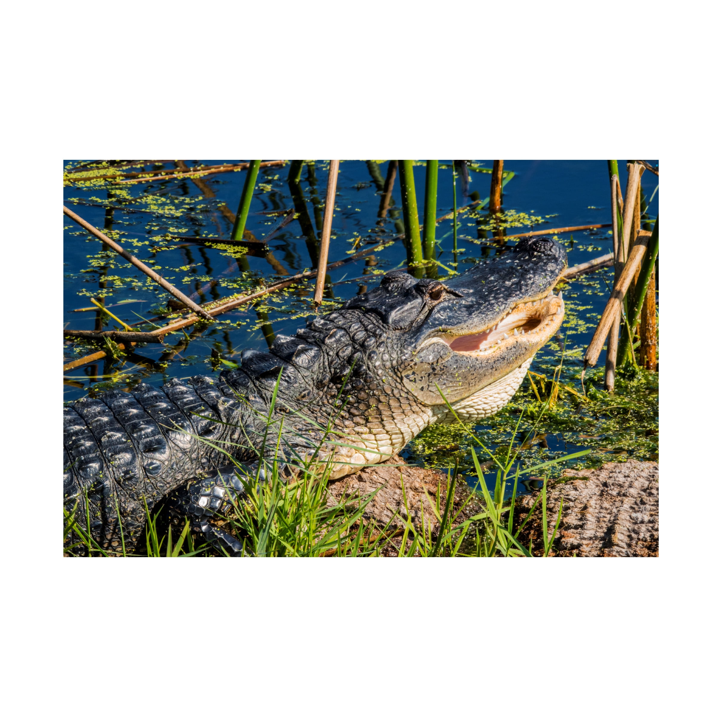 Robert Michaud 'Gator 2' Canvas Art - Walmart Business Supplies