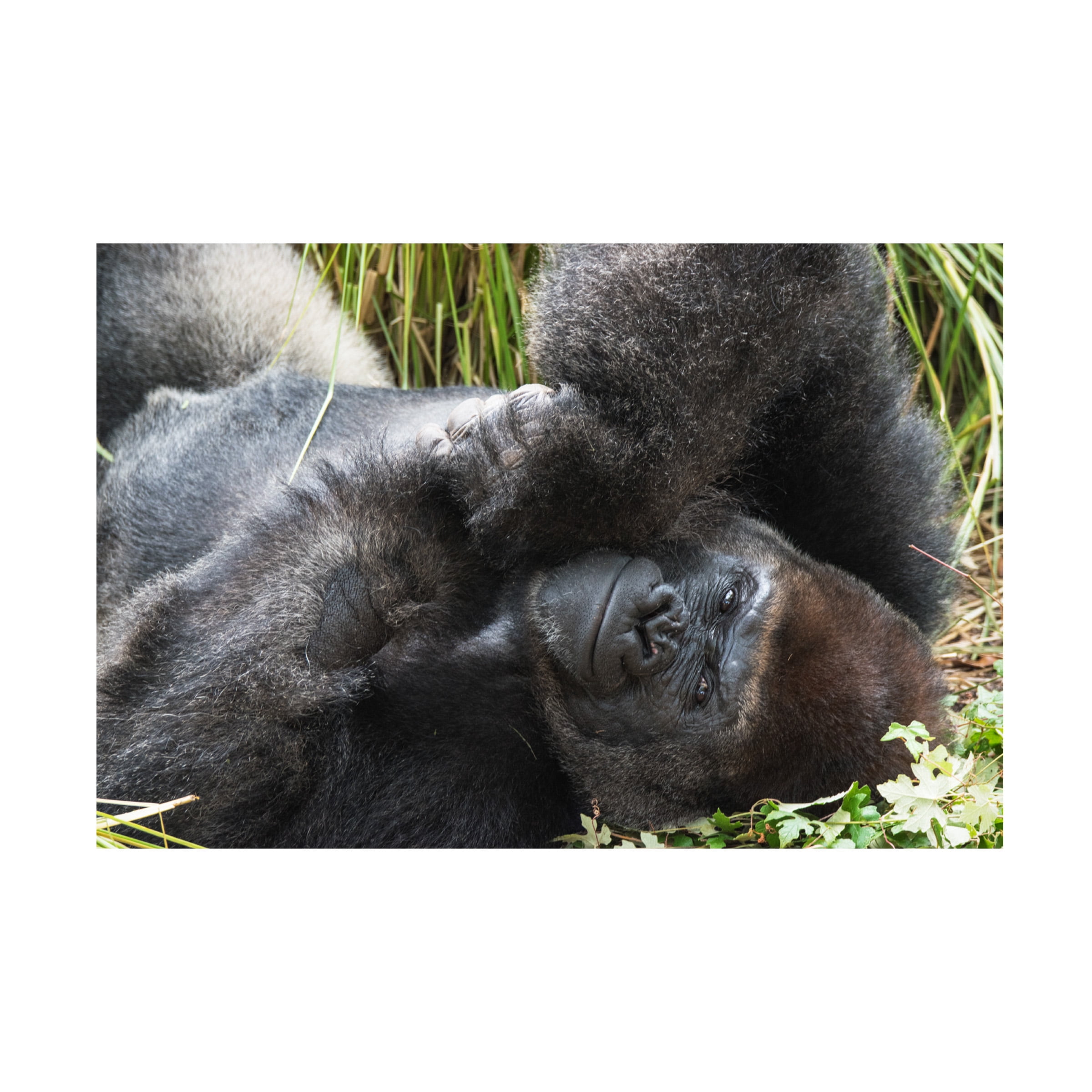 Robert Michaud 'Gorilla 2' Canvas Art - Walmart.com