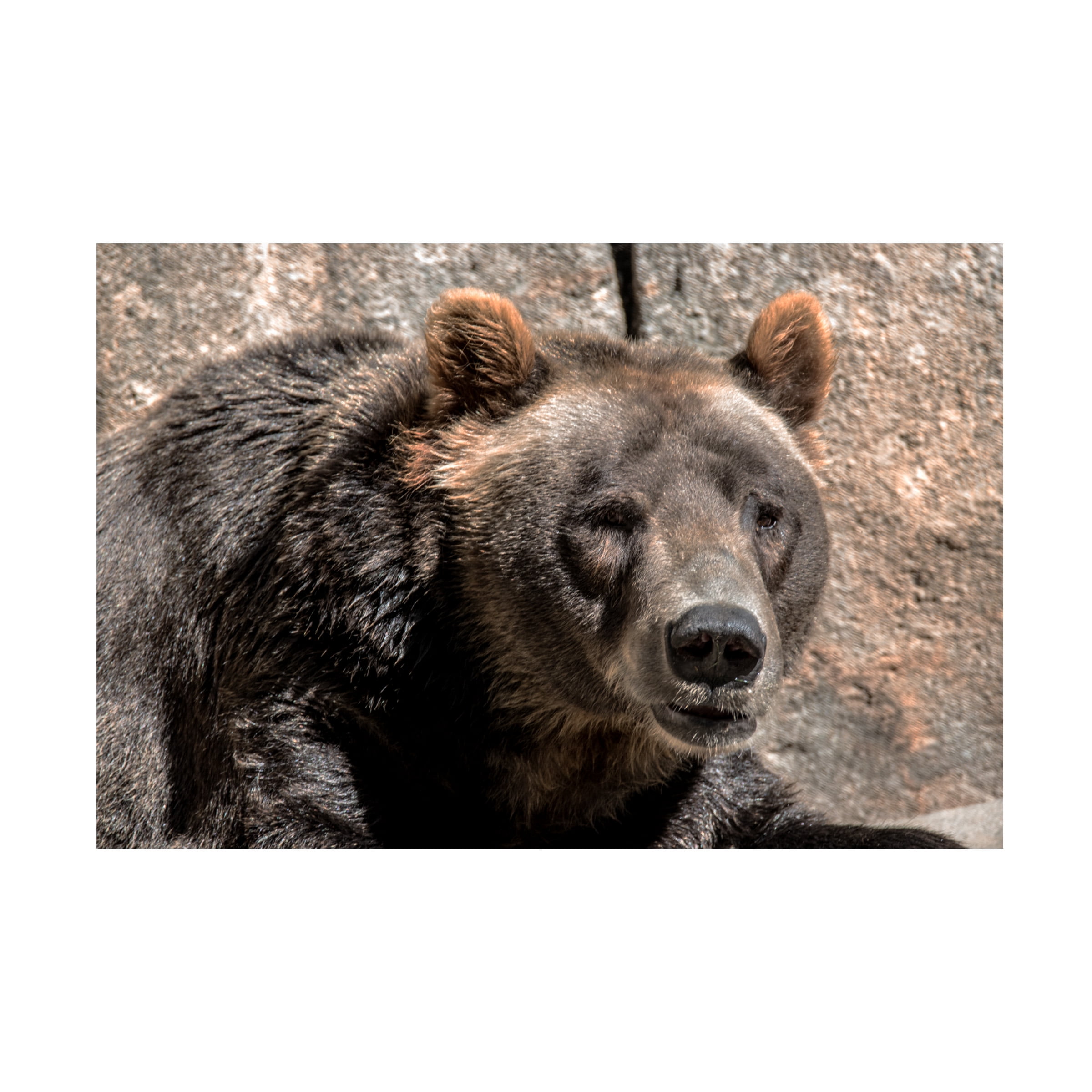 Robert Michaud 'Grizzly Bear 1' Canvas Art - Walmart.com