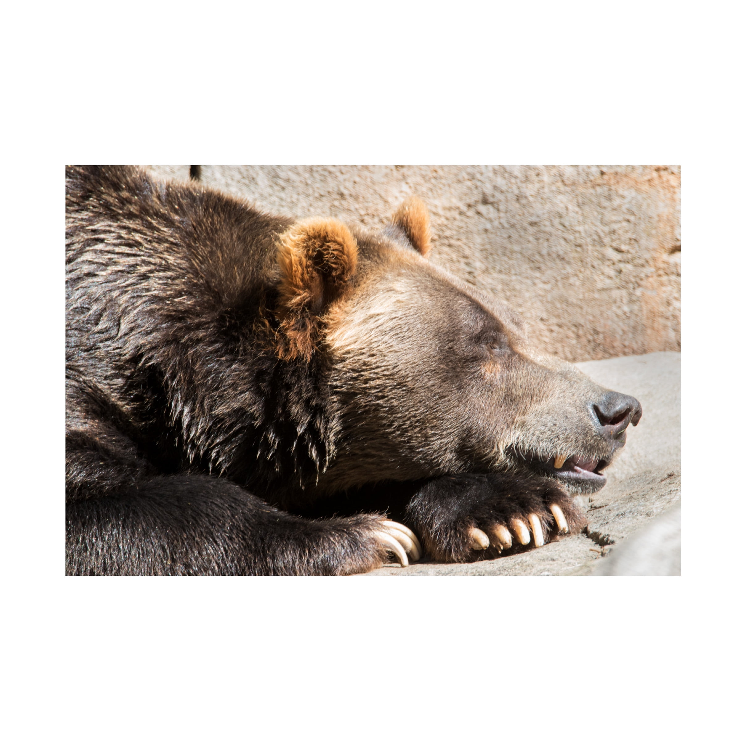 Robert Michaud 'Grizzly Bear 2' Canvas Art - Walmart.com