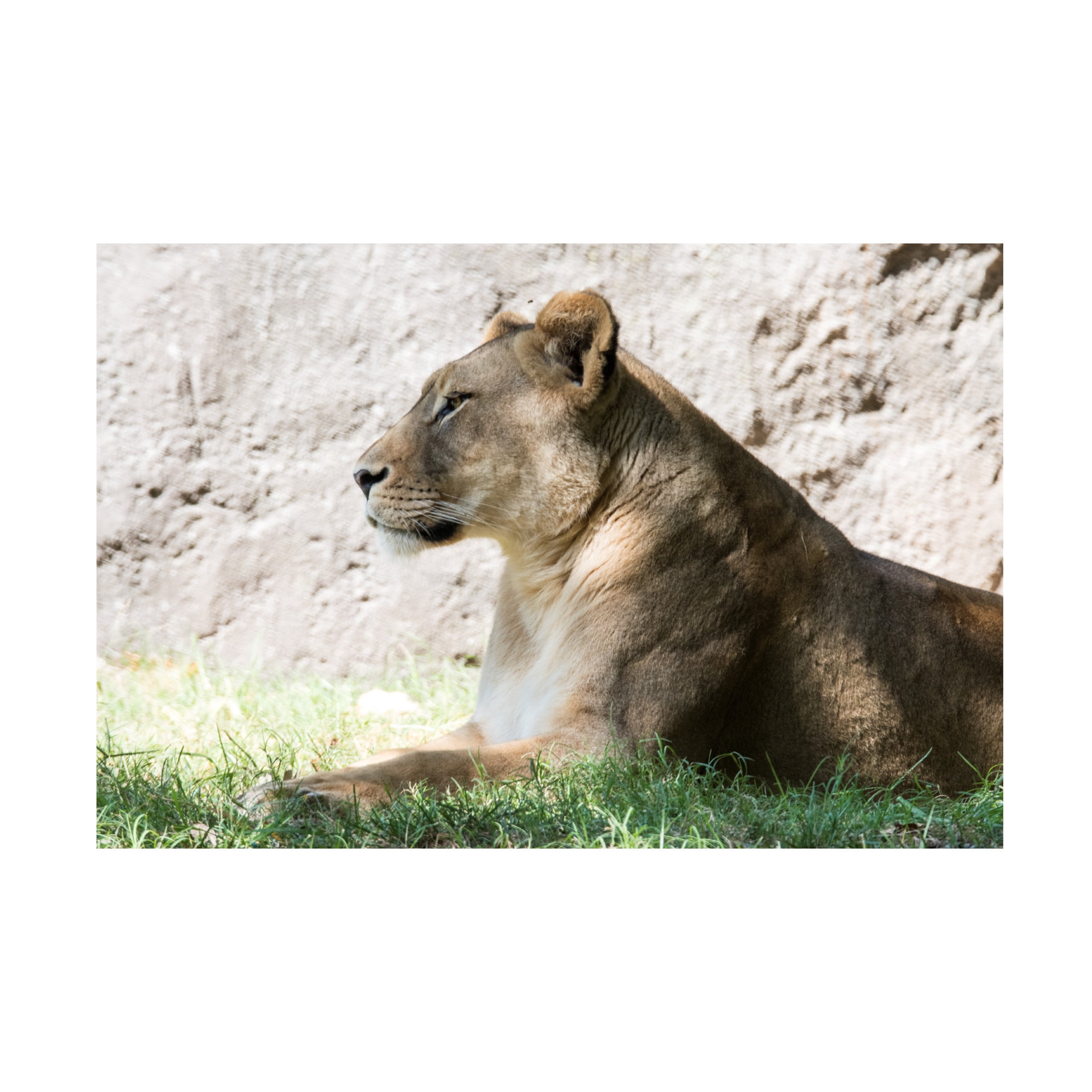 Robert Michaud 'Lion 1' Canvas Art - Walmart.com