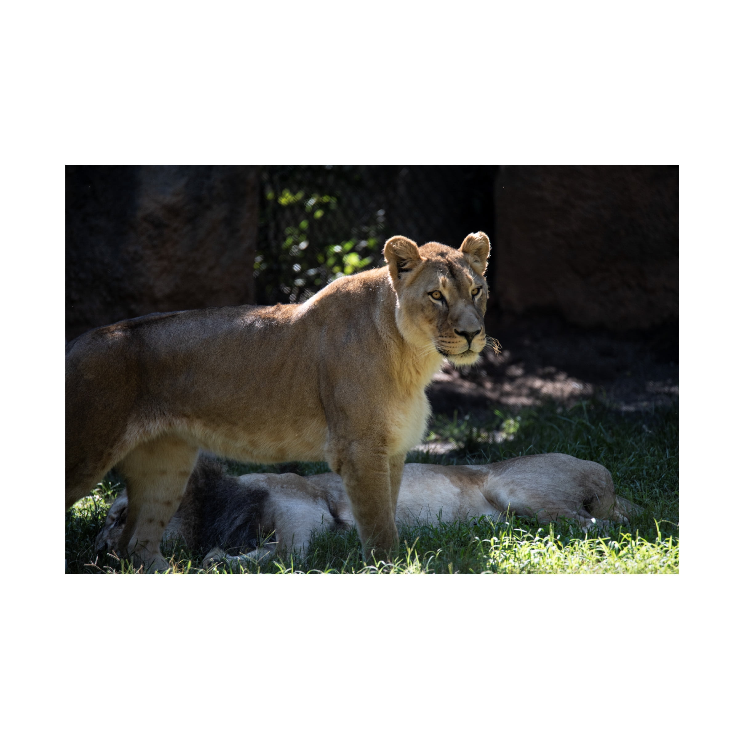 Robert Michaud 'Lion 18' Canvas Art - Walmart.com