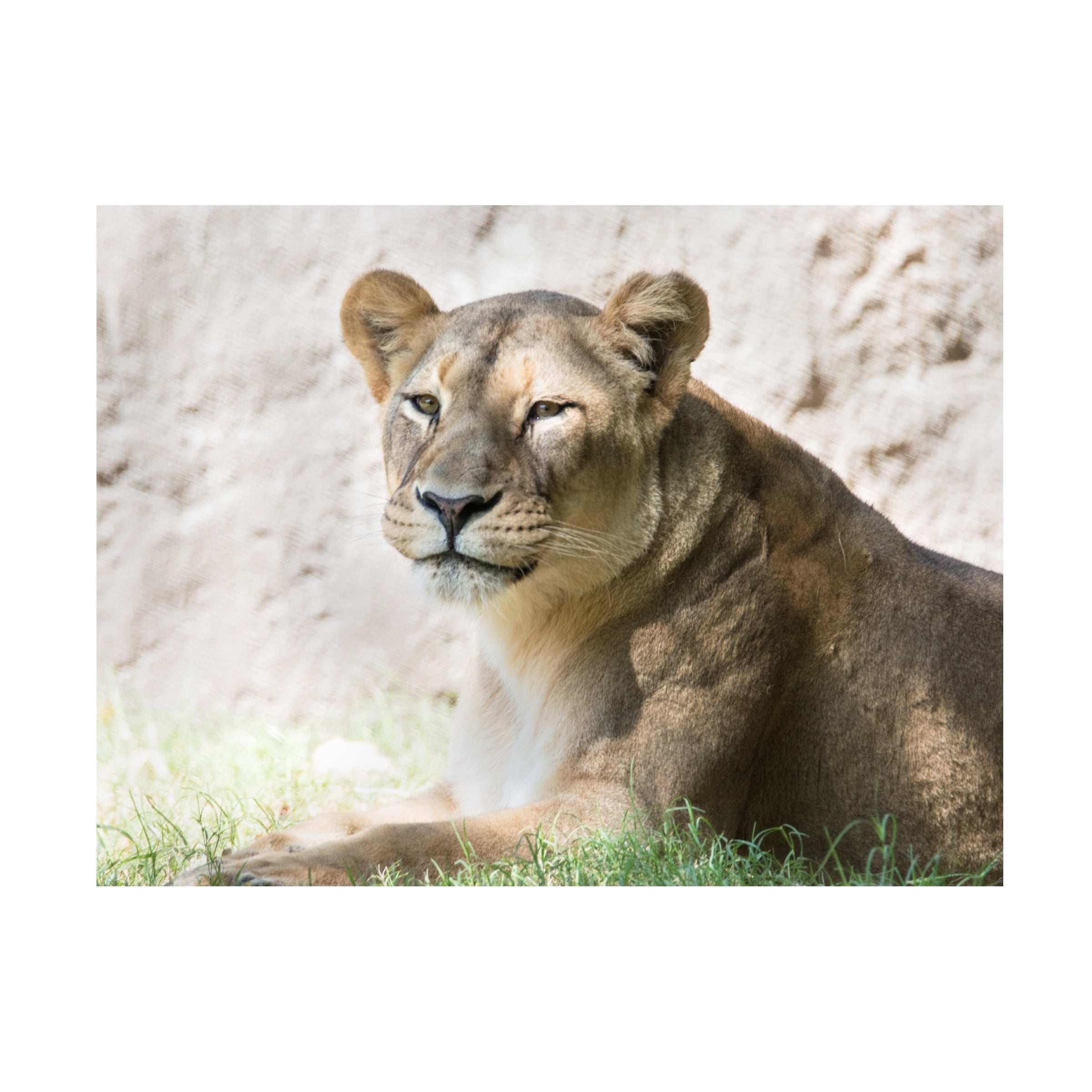 Robert Michaud 'Lion 2' Canvas Art - Walmart.com