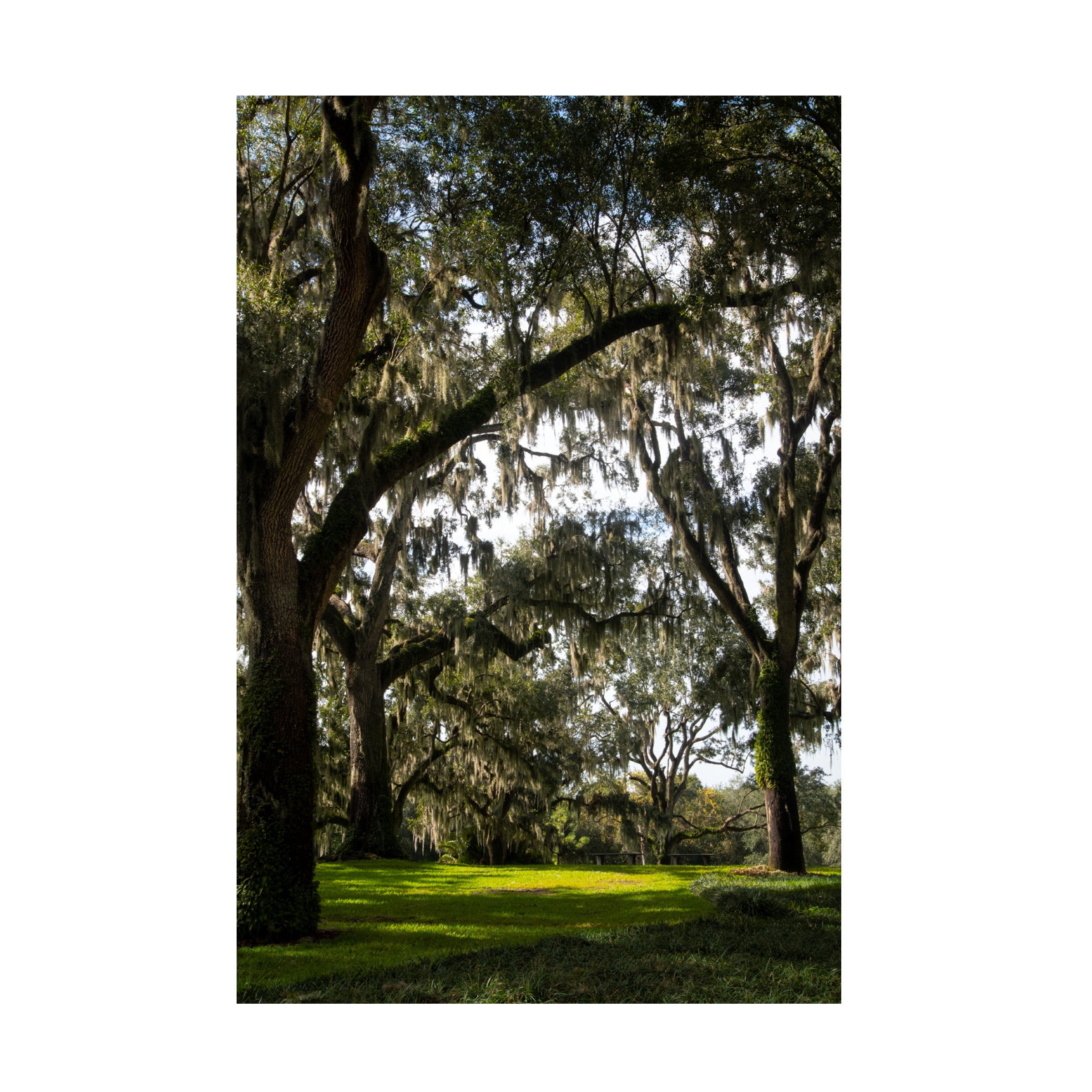 Robert Michaud 'Live Oak Trees' Canvas Art - Walmart.com