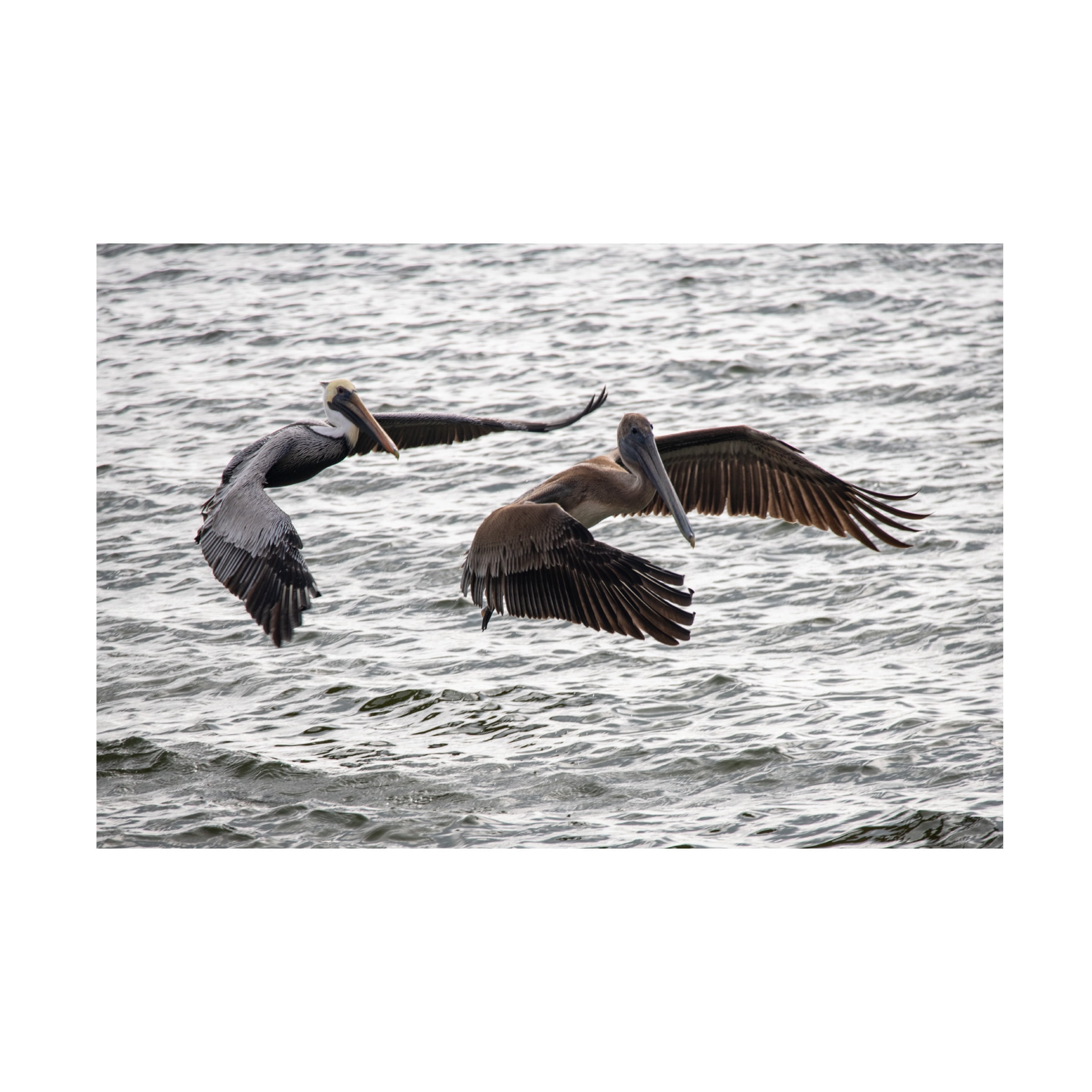 Robert Michaud 'Pelican 1' Canvas Art - Walmart.com