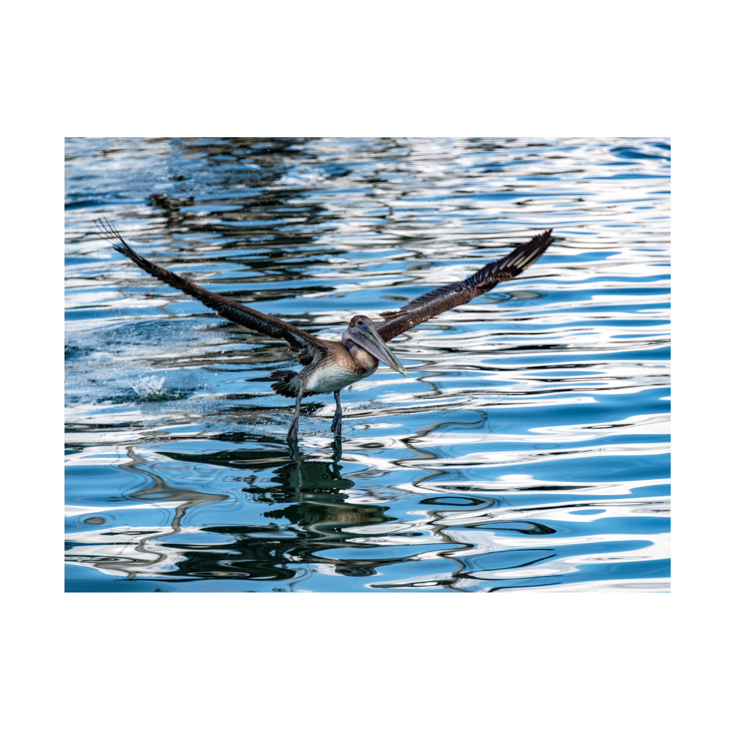 Robert Michaud 'Pelican Take Off' Canvas Art - Walmart.com