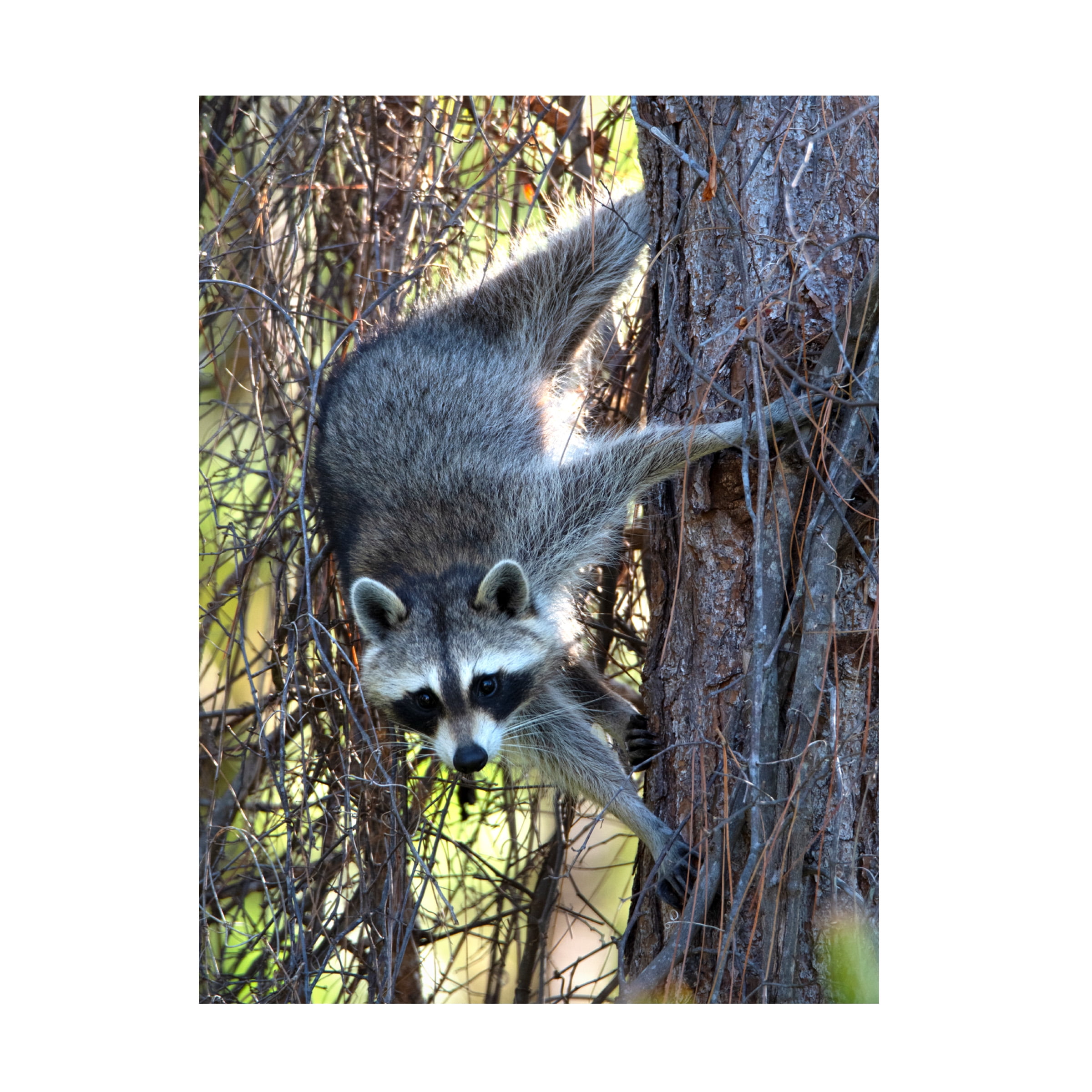 Robert Michaud 'Raccoon 1' Canvas Art - Walmart.com