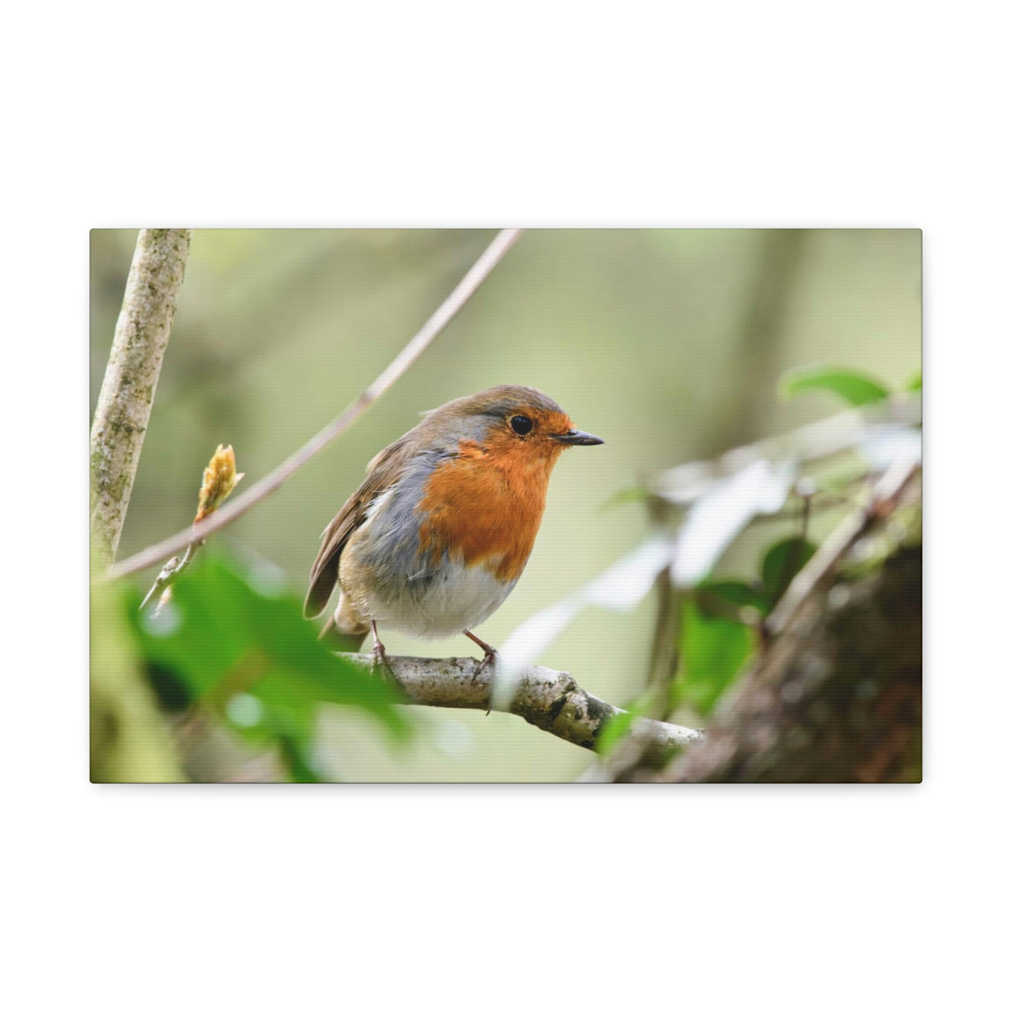 Robin Hunting Robin on Hunt Print Animal Wall Art Wildlife Canvas Prints Wall Art Ready to Hang ...