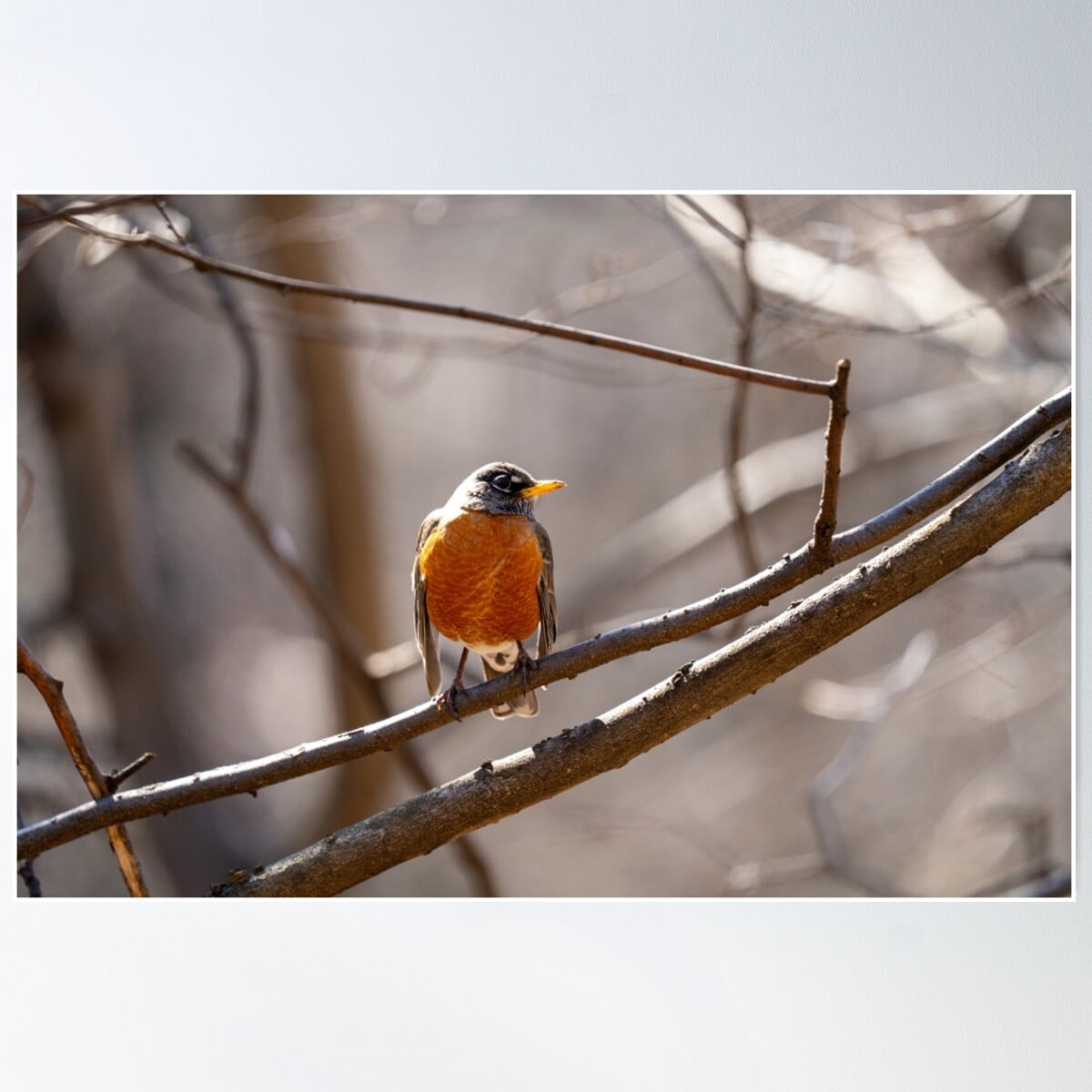 Robin Redbreast Sitting On A Tree Branch Poster Wall Art, Modern Wall ...