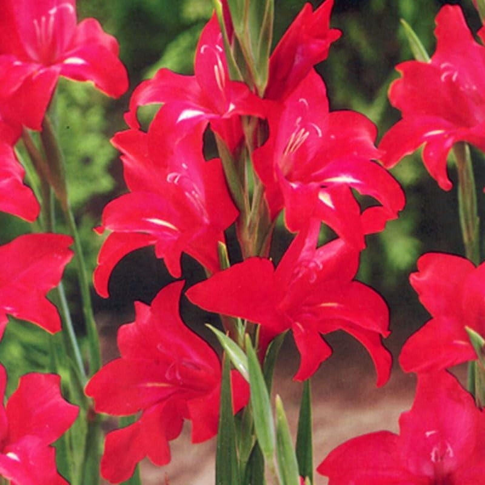 Robinetta Hardy Miniature Gladiolus Flower Bulbs - 10 Bulbs per Pack ...