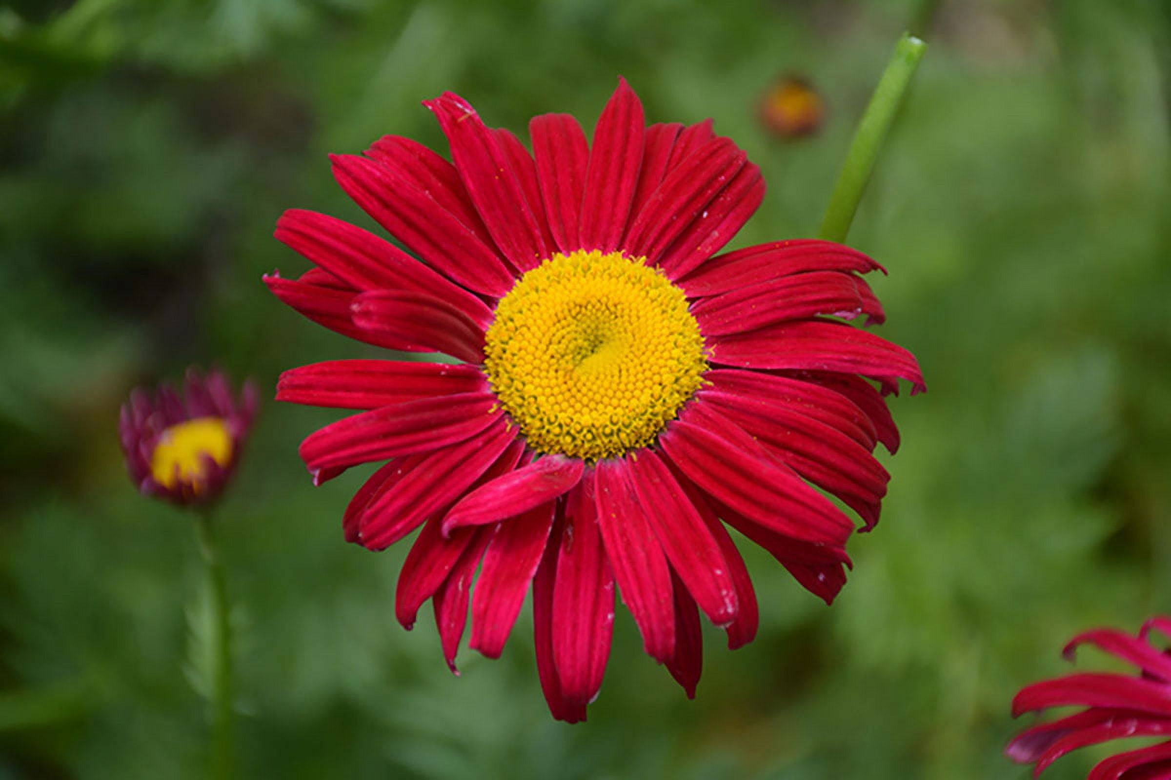 Robinson's Crimson Painted Daisy Perennial - Tanacetum coccineum ...