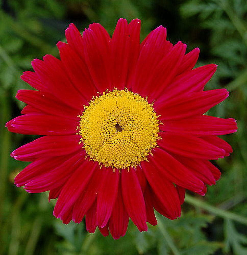 Robinson's Crimson Pyrethrum Painted Daisy - Dark Crimson Potted ...