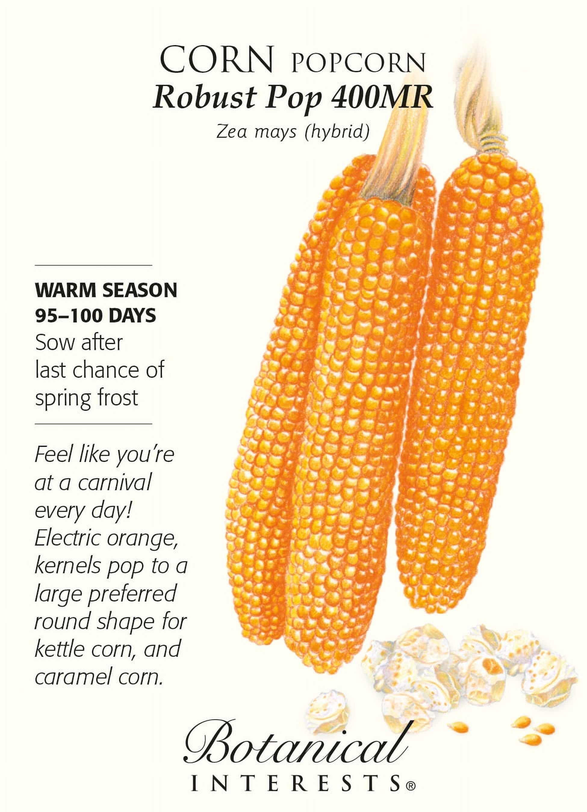 Robust Pop 400MR Popcorn Corn Seeds - 30 Seeds - Walmart.com