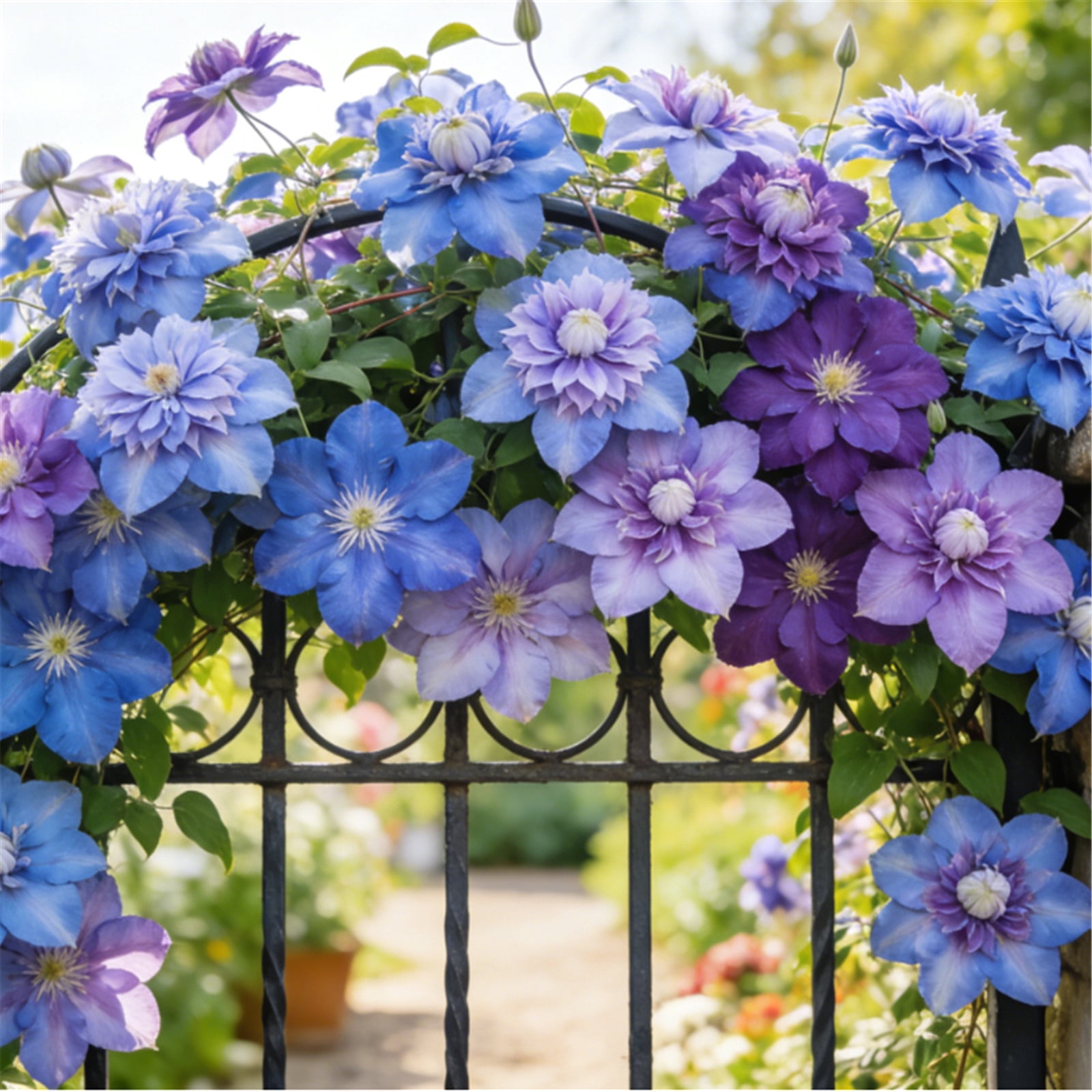 Robust hot-weather enduring clematis – Slender upright – Blossoms each ...
