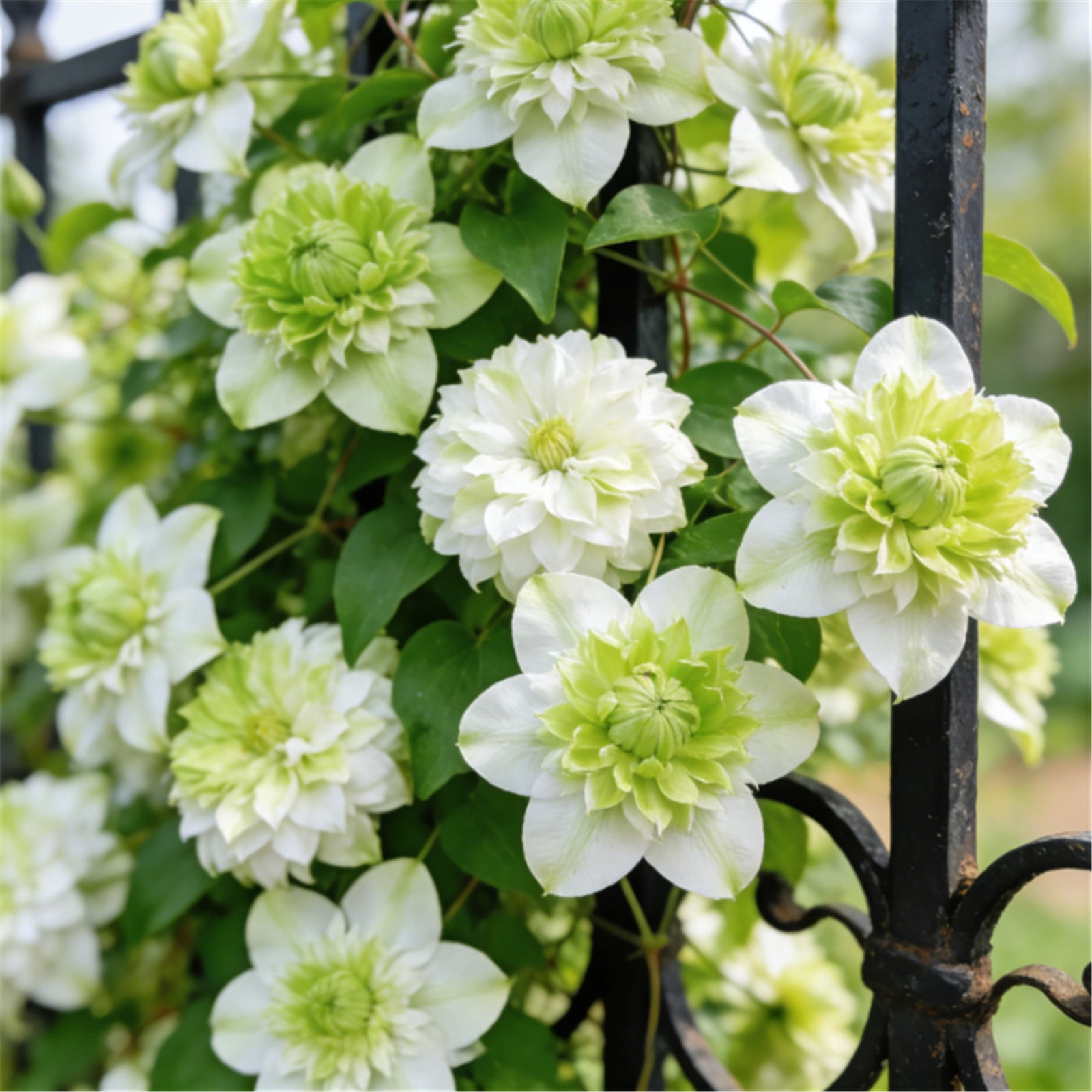 Robust hot-weather enduring clematis – Slender upright – Blossoms each ...
