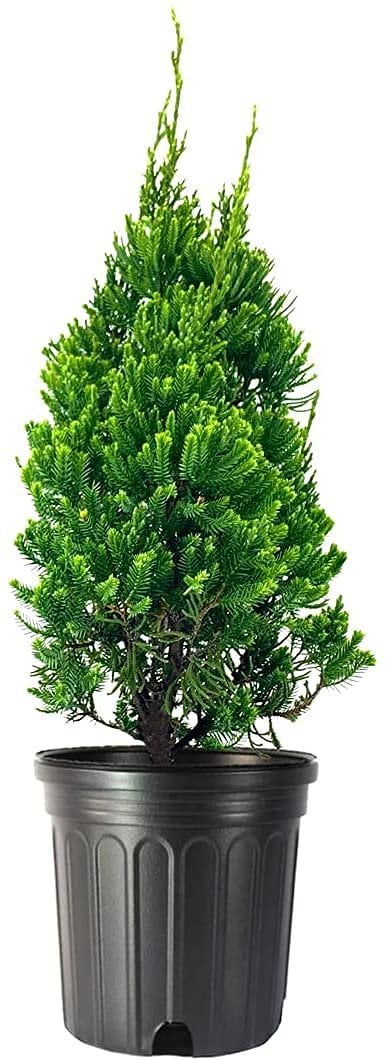 Robusta Green Juniper 2 Live Gallon Size Trees Juniperus Chinensis ...