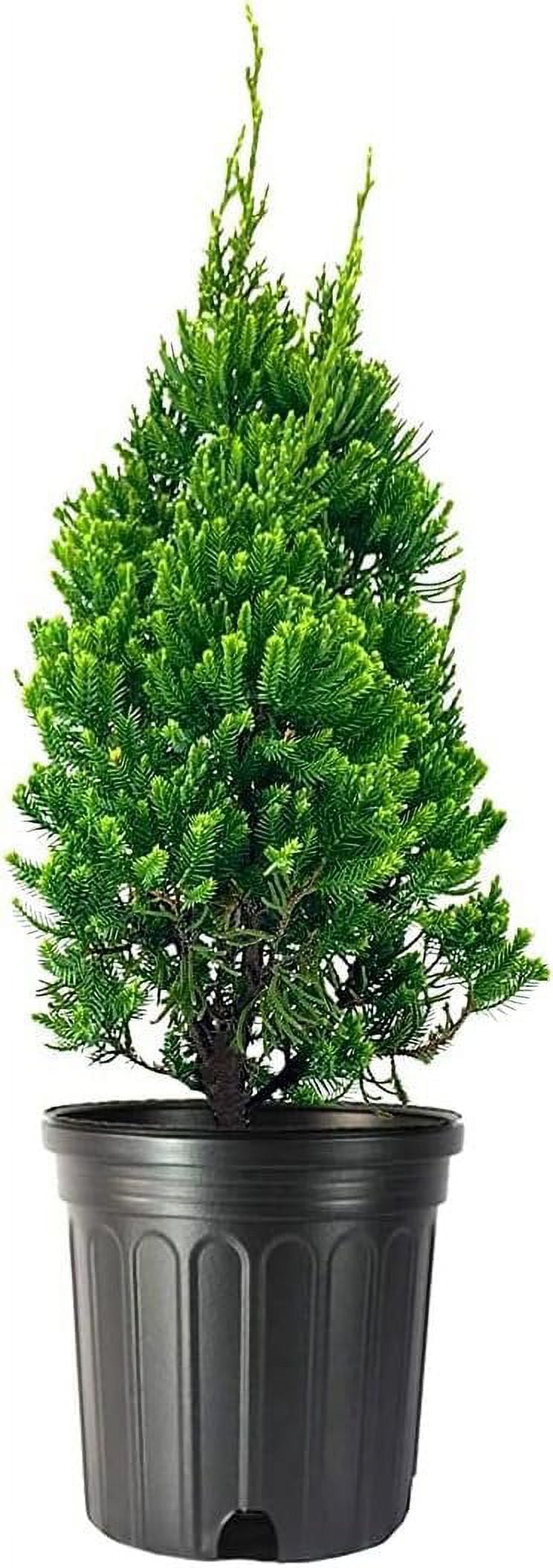 Robusta Green Juniper 3 Live Gallon Size Trees Juniperus Chinensis ...
