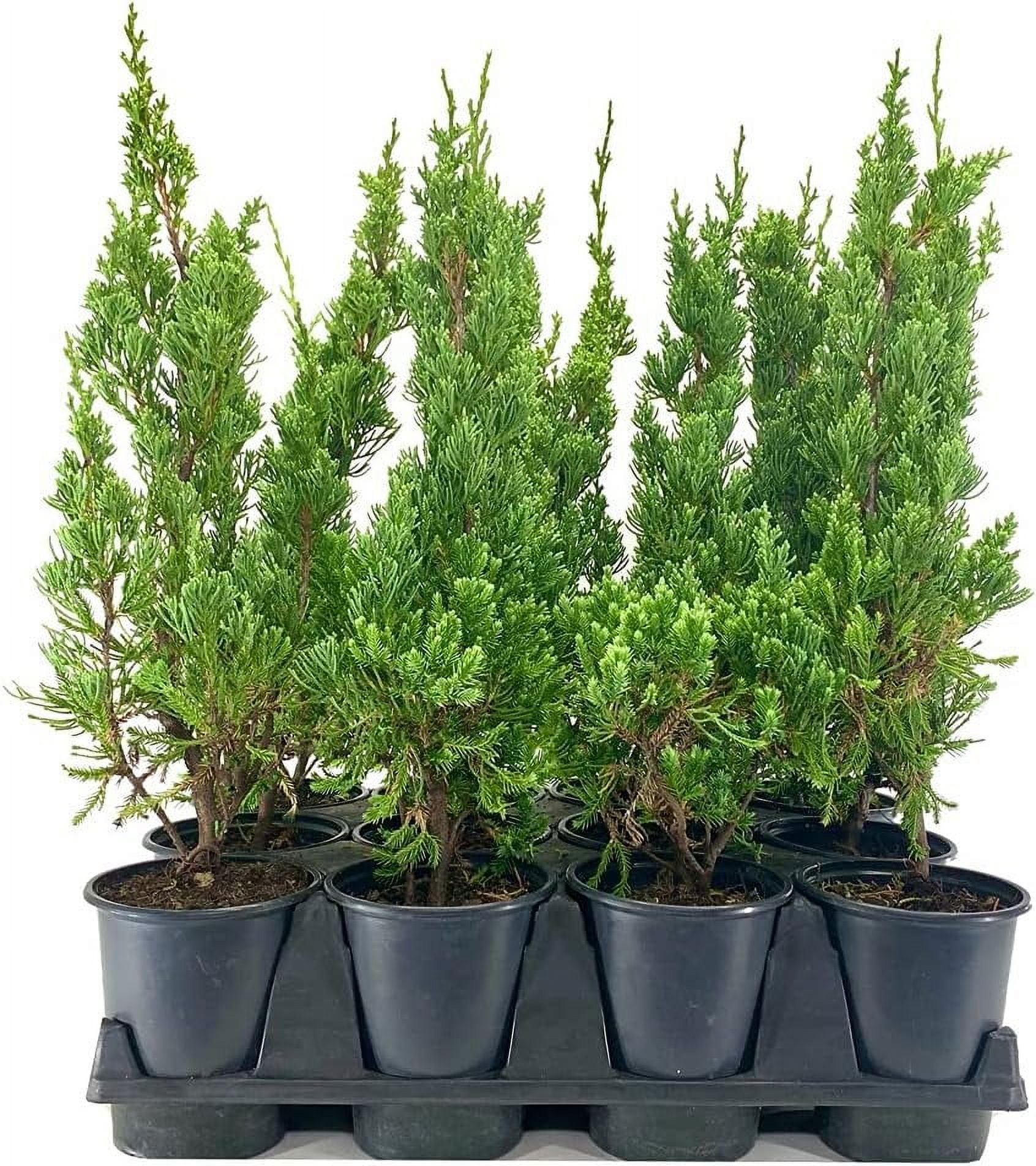 Robusta Green Juniper 3 Live Quart Size Trees Juniperus Chinensis ...
