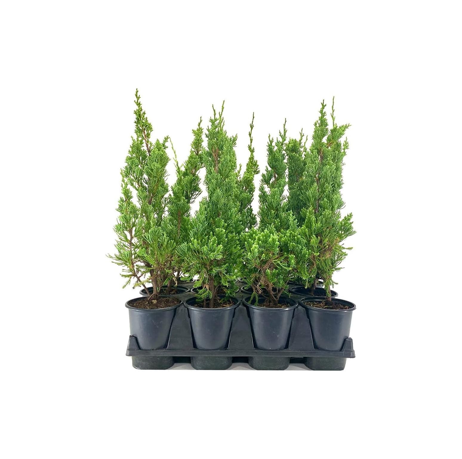 Robusta Green Juniper | 3 Live Quart Size Trees | Juniperus Chinensis ...