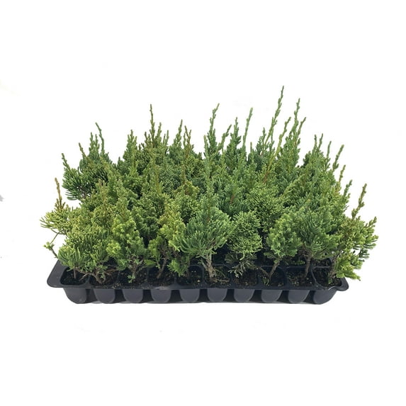 Robusta Green Juniper - 40 Live Trees - Juniperus Chinensis - Walmart.com