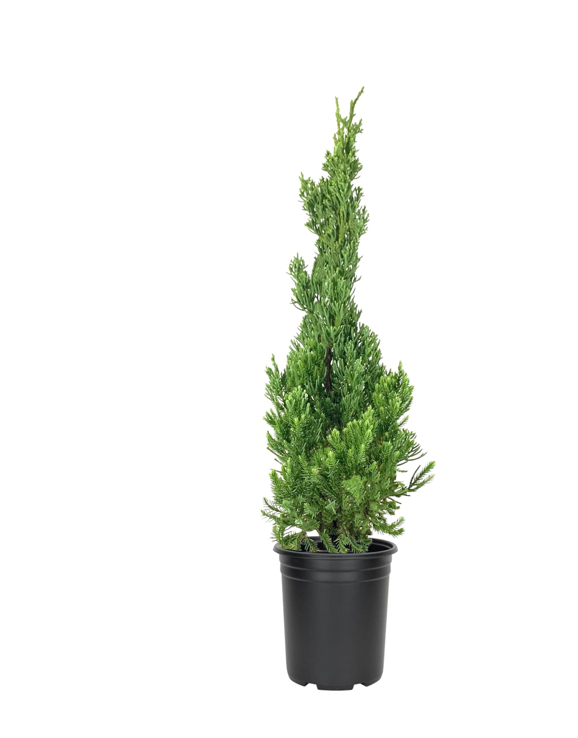 Robusta Green Juniper 5 Live Quart Size Trees Juniperus Chinensis ...