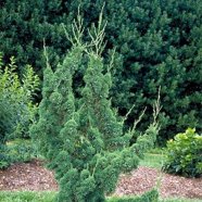Gold Star Juniper 2 Live Gallon Size Plants Juniperus Chinensis Perfect ...