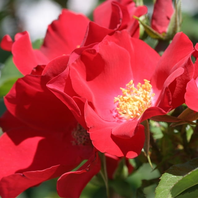Robusta Rugosa Rose by Heirloom Roses - Live Red Rose Bush - Walmart.com