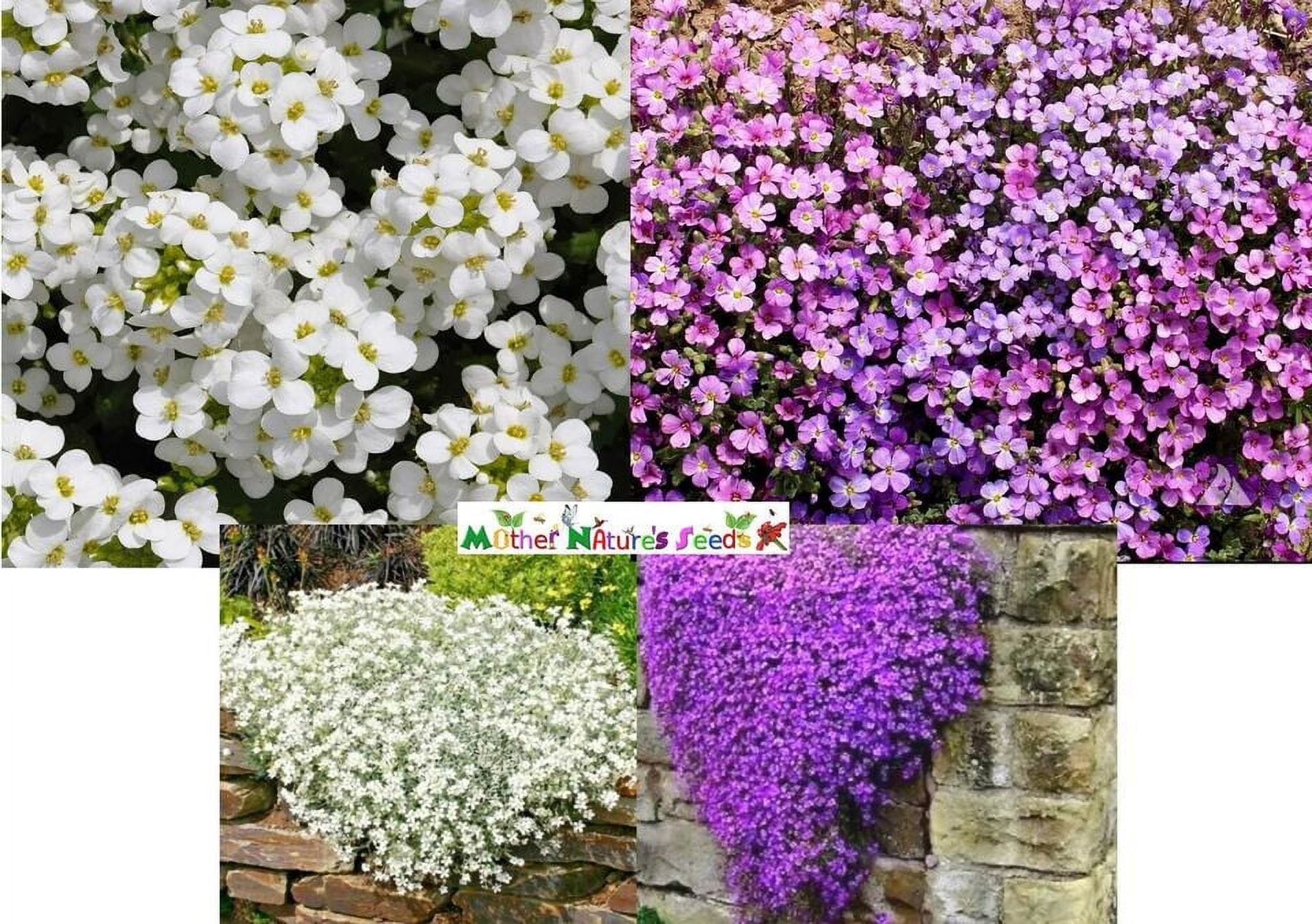 Rock Cress MIXED COLORS 1000 Seeds - Mother Nature's Seeds - Wildflower ...