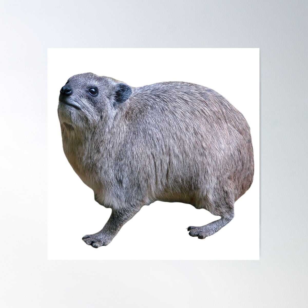 Rock Hyrax Poster Wall Art, Modern Wall Decor For Living Room Bedroom ...
