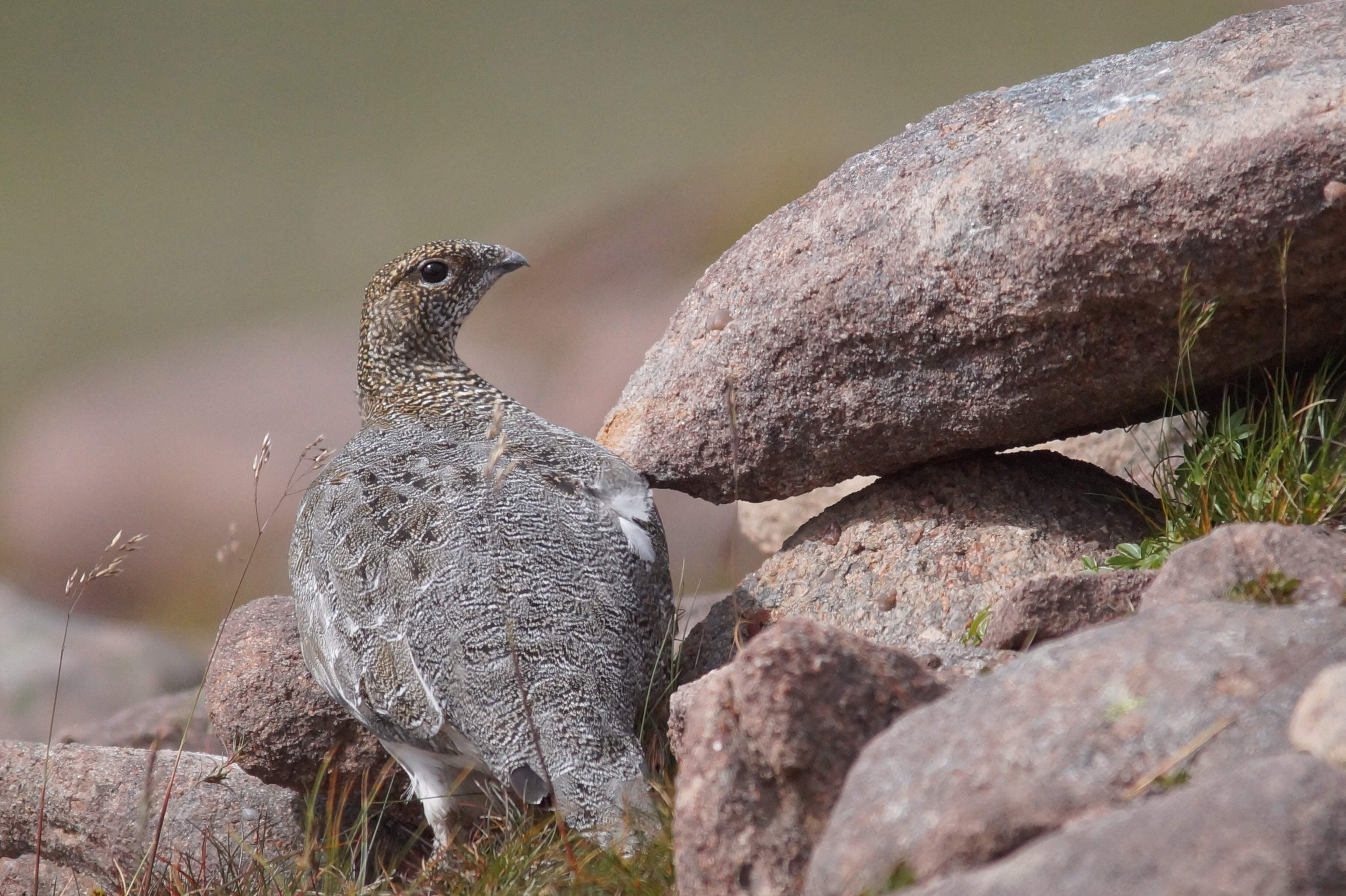 Rock Ptarmigan Bird GLOSSY POSTER PICTURE PHOTO PRINT BANNER ...