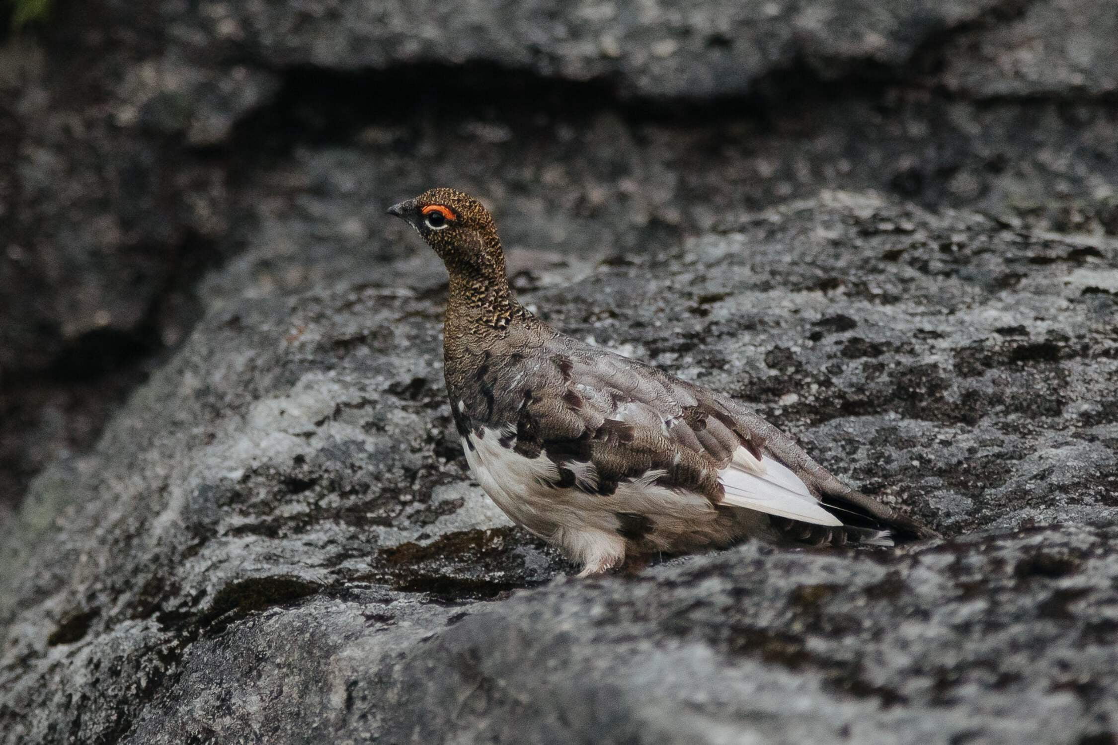 Rock Ptarmigan Game Bird GLOSSY POSTER PICTURE PHOTO PRINT BANNER ...