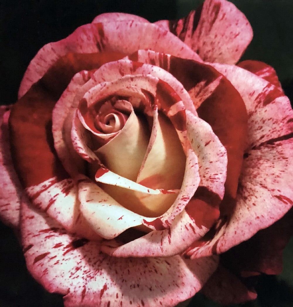 Rock And Roll Rose Bush