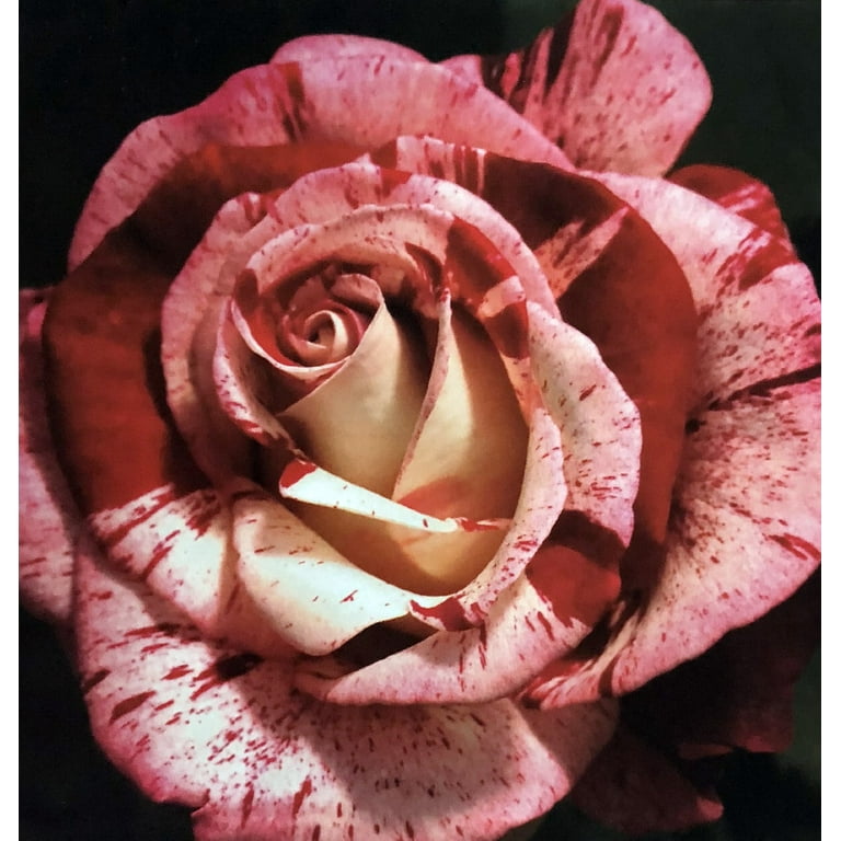 Rock And Roll Rose Bush