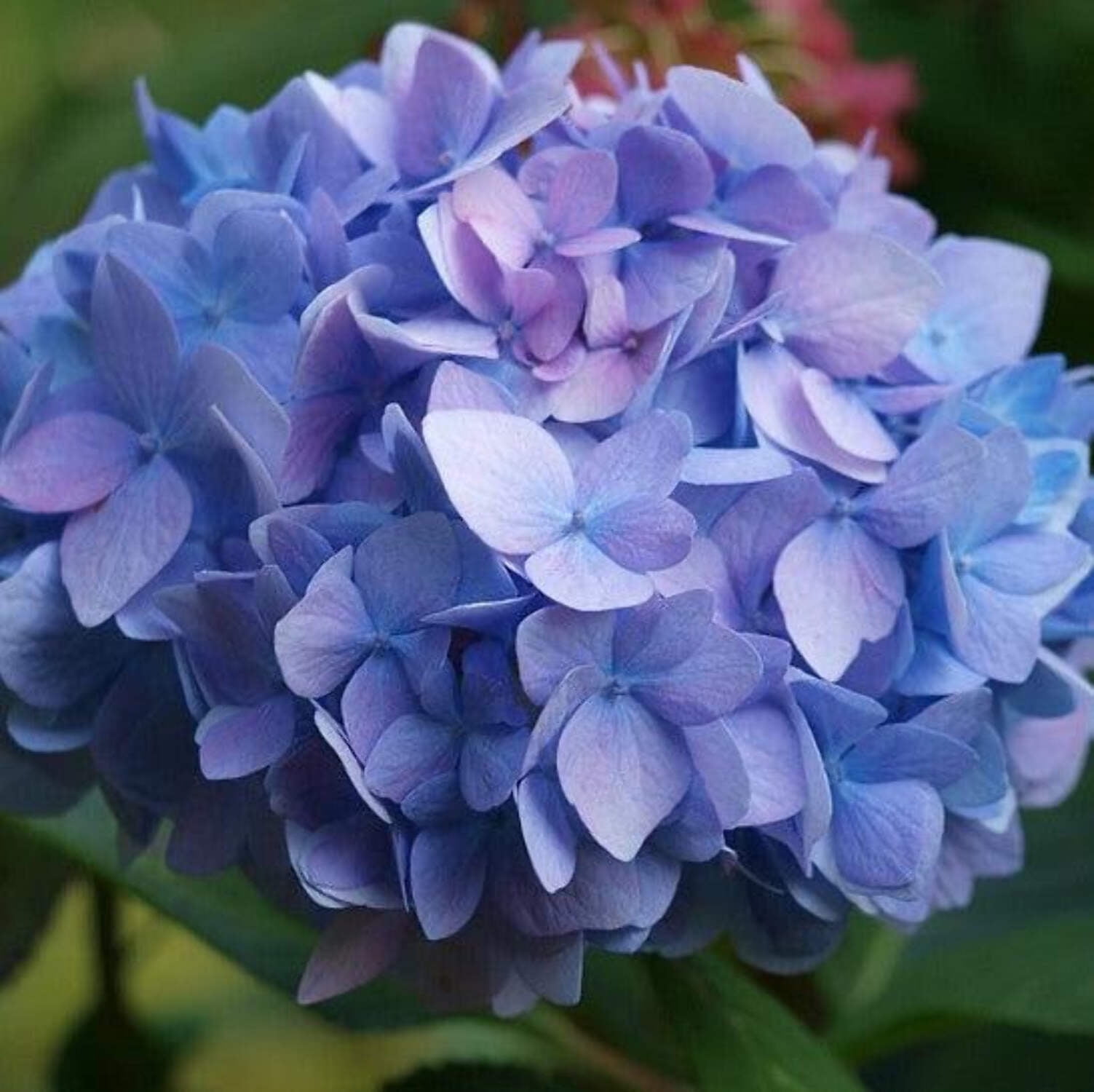 GoBuyPlants - Rock-n-Roll™ Hydrangea - 3 Gallon Pot - Walmart.com