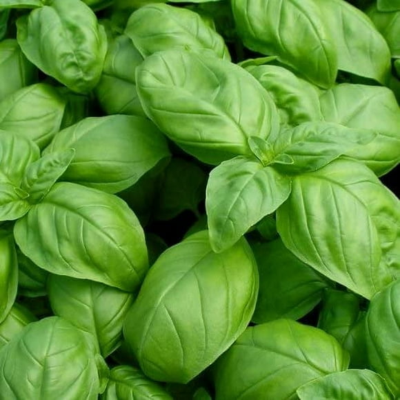 Fresh Herbs in Fresh Produce - Walmart.com
