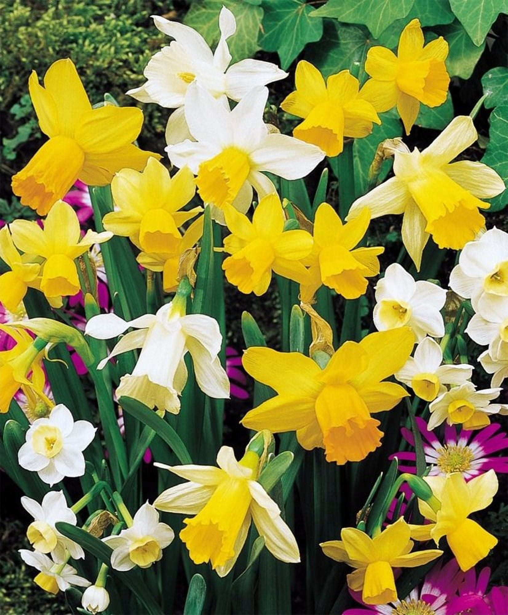 Rockgarden Narcissus Mix 14 Bulbs - 12/14 cm Bulbs - Walmart.com