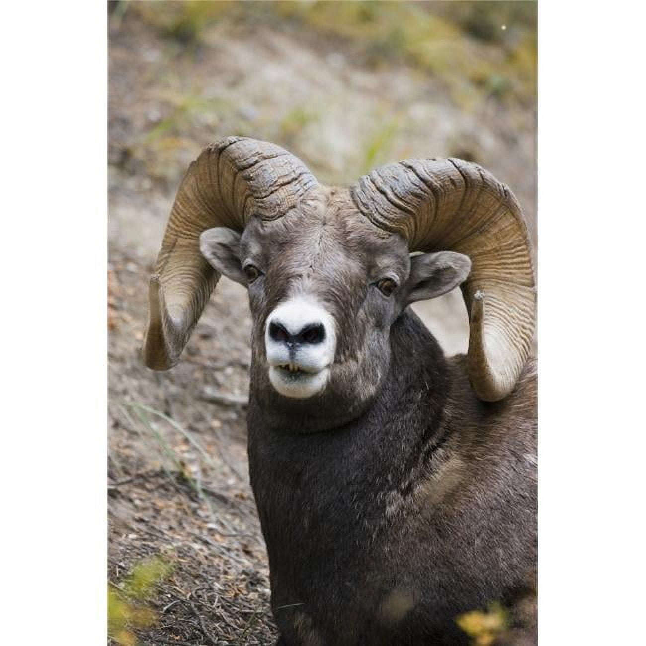 Rocky Mountain Bighorn Sheep Poster Print by Carson Ganci - 11 x 17 ...