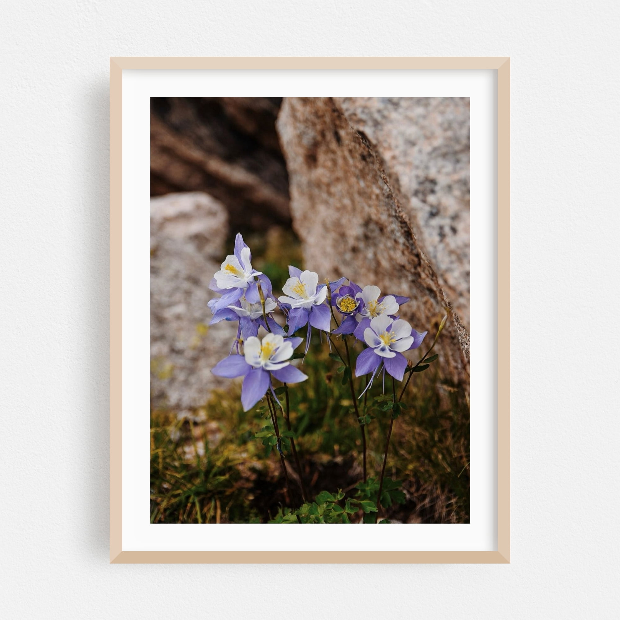 Rocky Mountain Columbine Cluster - Colorado Photography Flowers Floral ...
