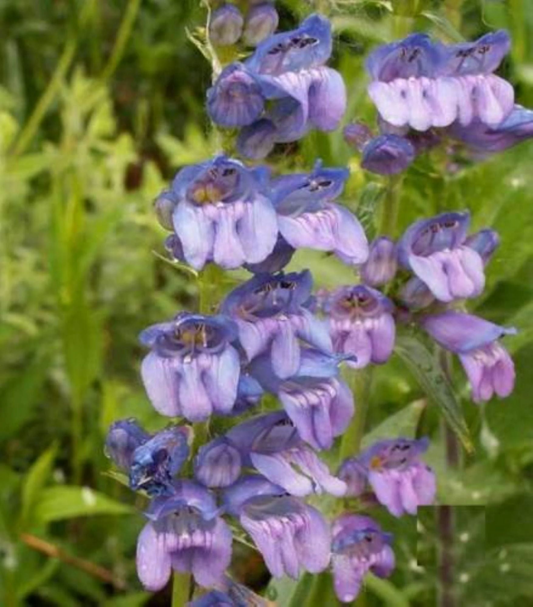 Rocky Mountain Penstemon Wildflower/Annual/Full Sun/ 3750 Seeds 1/8 oz ...