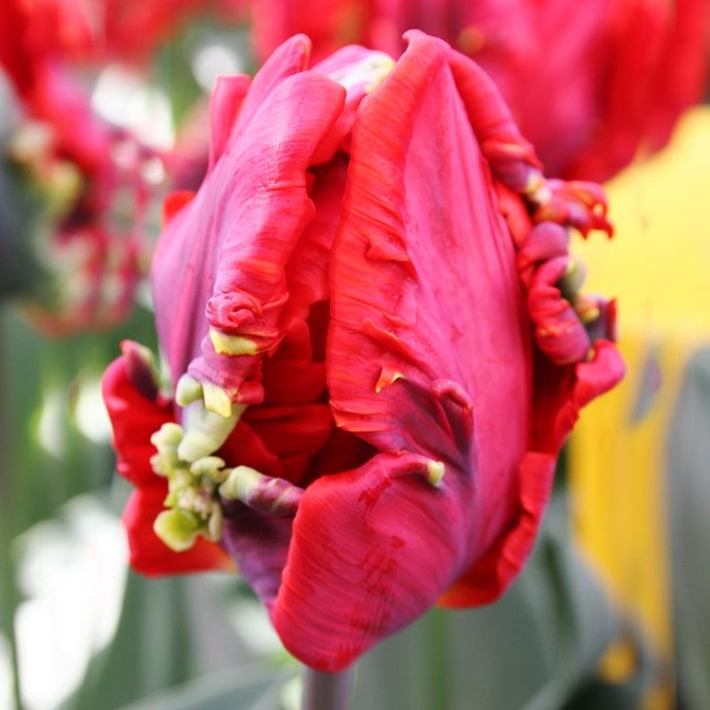 Rococo Parrot Tulip Flower Bulbs - 12 Bulbs per Pack - Good as Cut Flowers - Good For Indoor ...